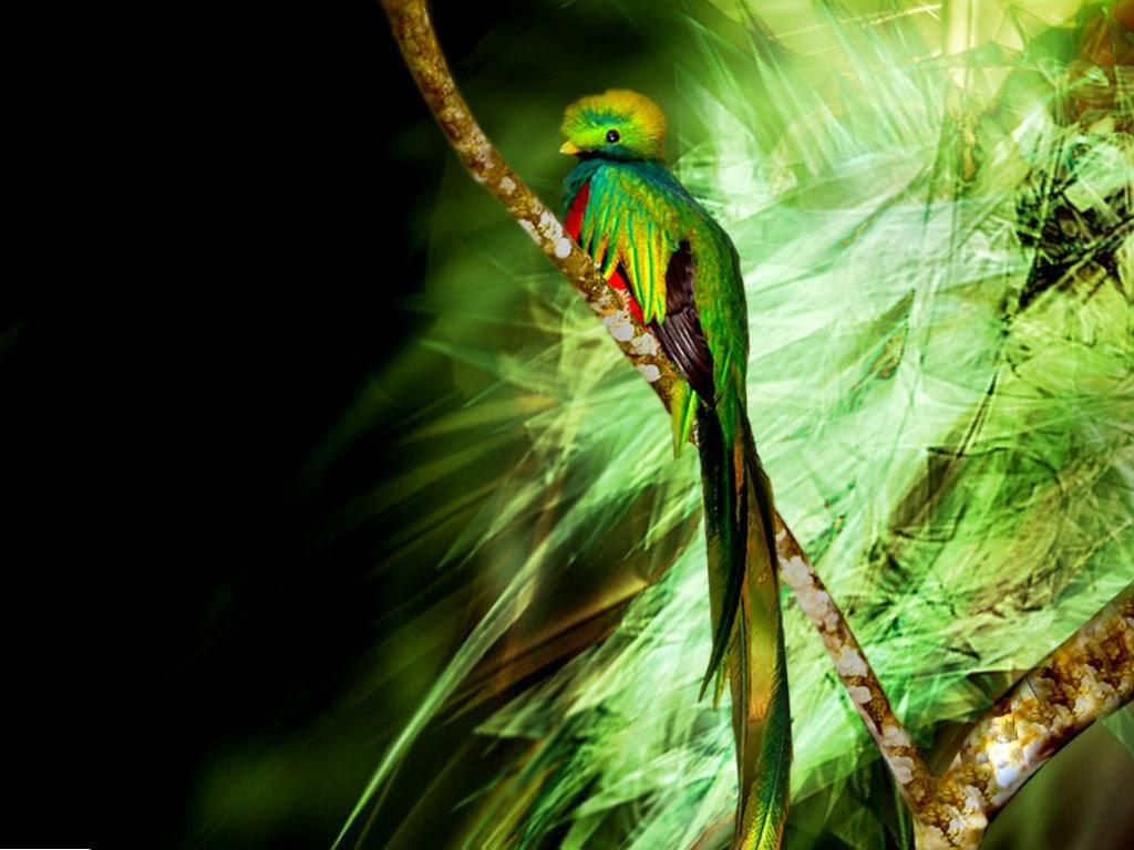 Quetzal Wallpapers - Top Free Quetzal Backgrounds - WallpaperAccess