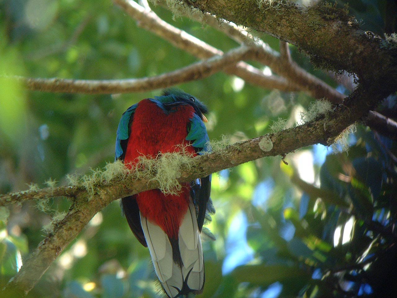 Quetzal Wallpapers - Top Free Quetzal Backgrounds - WallpaperAccess
