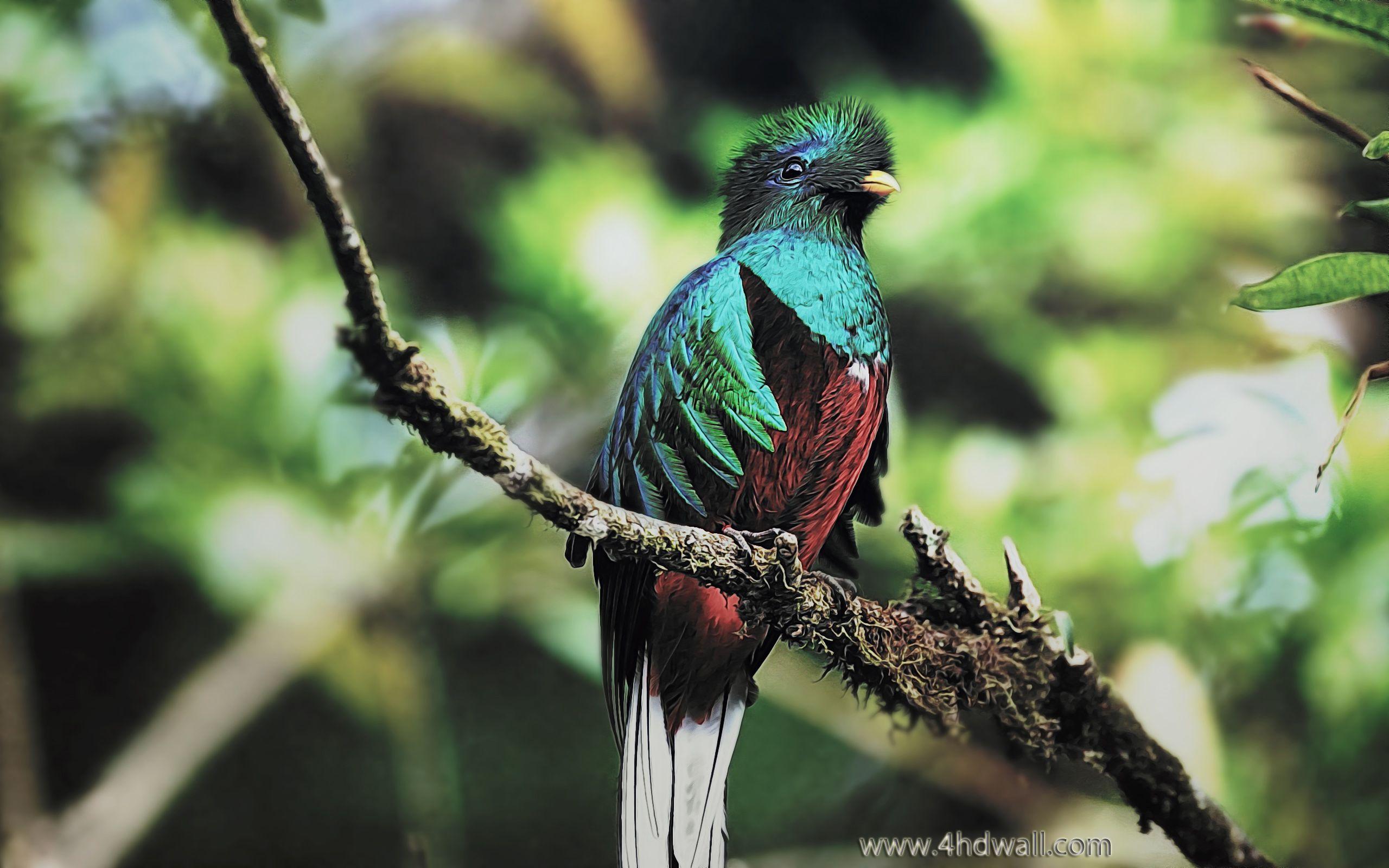 Quetzal Wallpapers - Top Free Quetzal Backgrounds - WallpaperAccess
