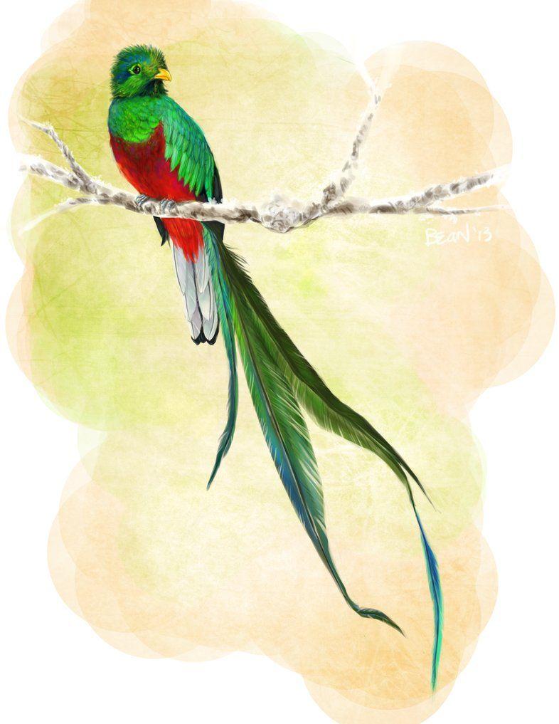 Quetzal Wallpapers - Top Free Quetzal Backgrounds - WallpaperAccess
