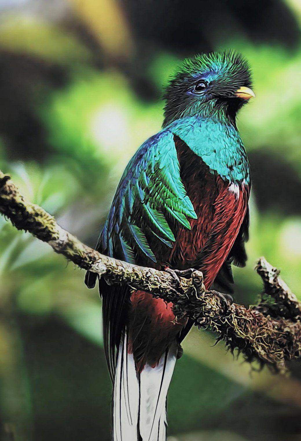 Quetzal Wallpapers - Top Free Quetzal Backgrounds - WallpaperAccess