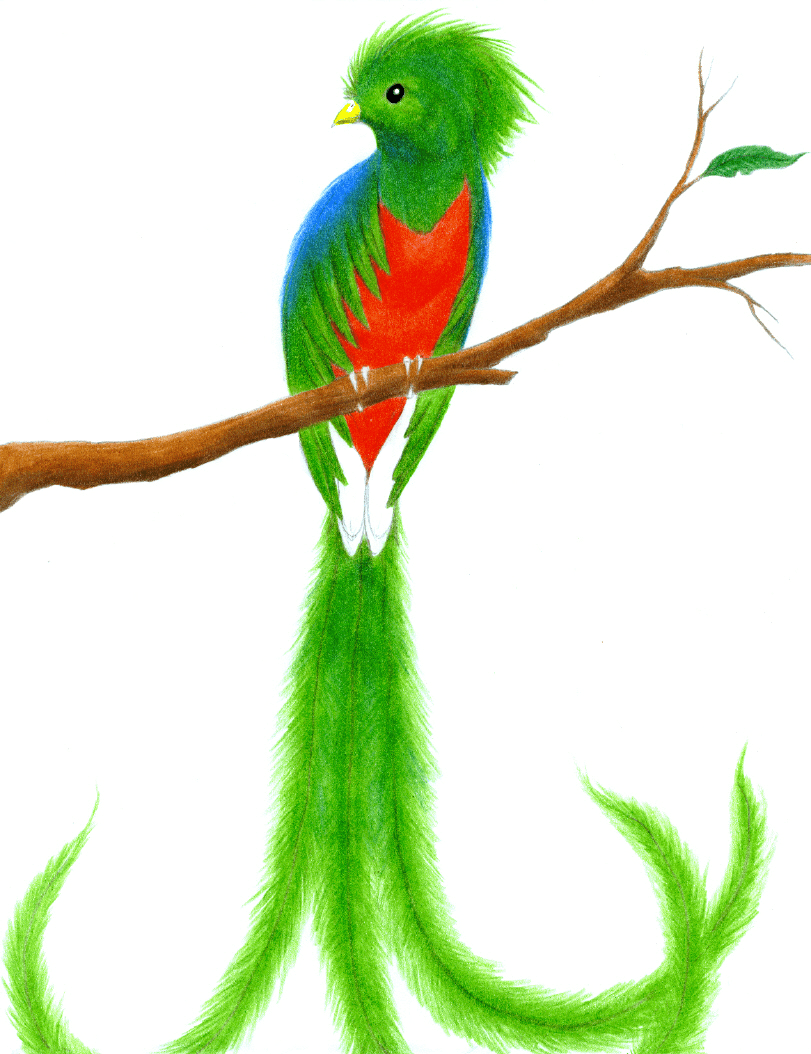 Quetzal Wallpapers - Top Free Quetzal Backgrounds - WallpaperAccess