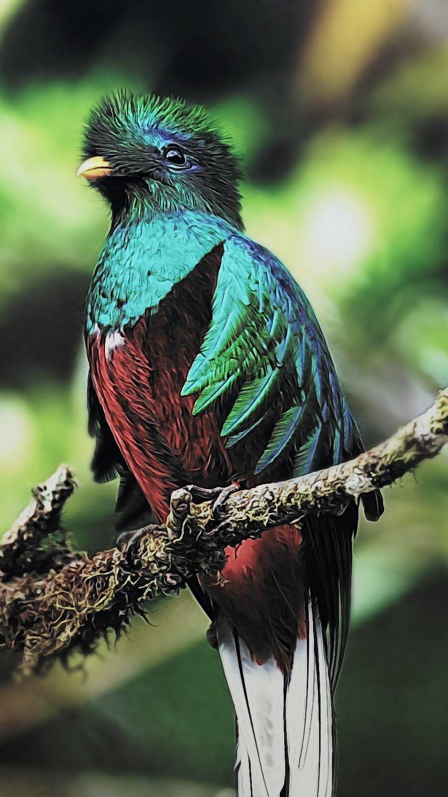 Quetzal Wallpapers - Top Free Quetzal Backgrounds - WallpaperAccess