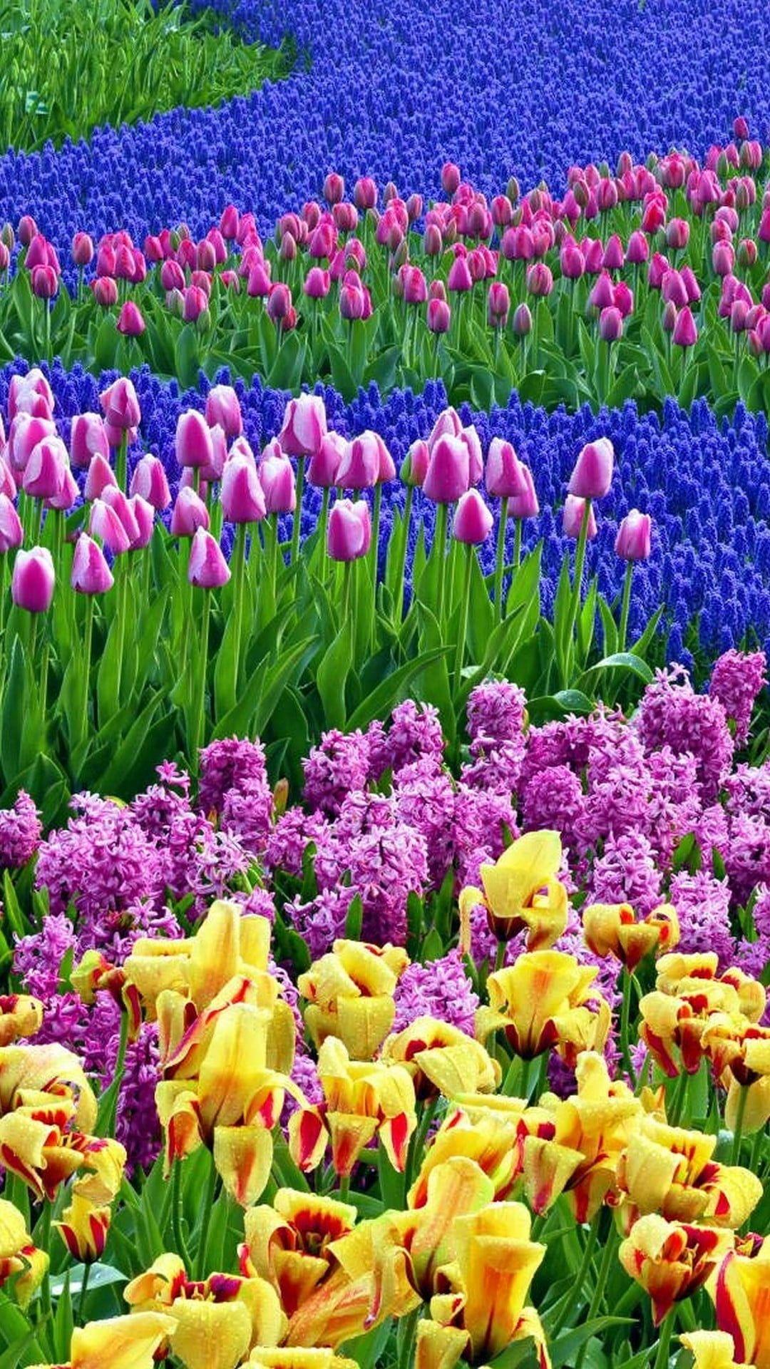 Tulip Farm Wallpapers - Top Free Tulip Farm Backgrounds - WallpaperAccess