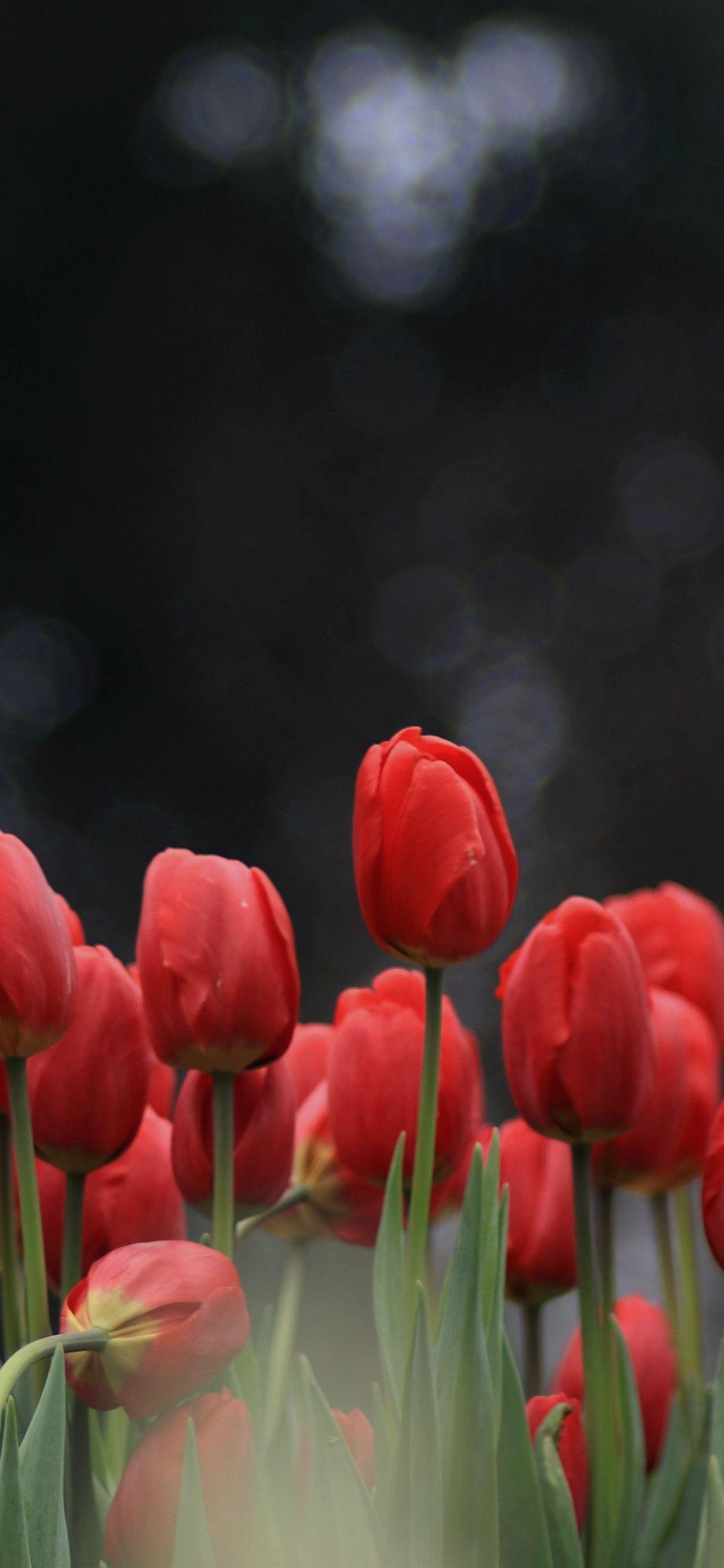 Red Tulips Wallpapers - Top Free Red Tulips Backgrounds - WallpaperAccess