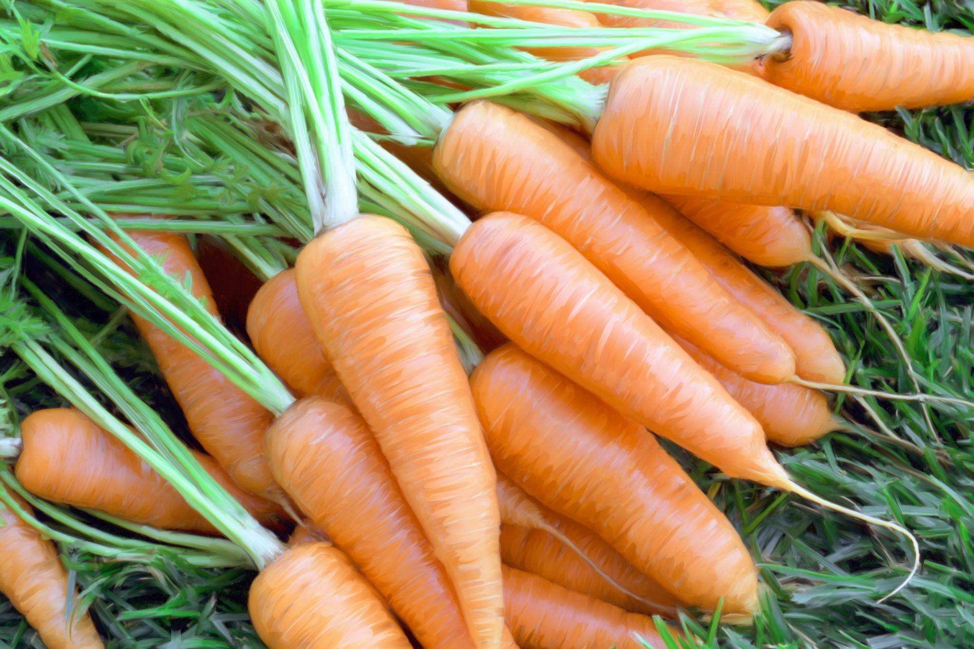 Carrot Farm Wallpapers - Top Free Carrot Farm Backgrounds - WallpaperAccess