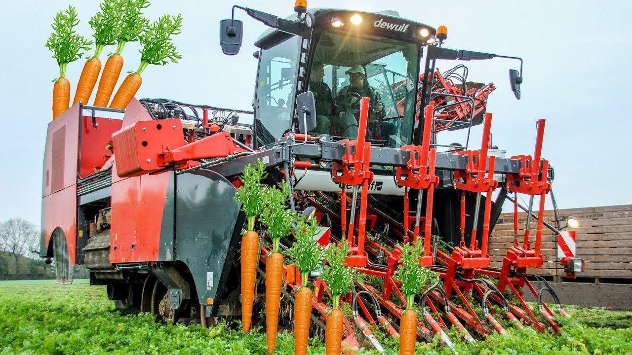 Carrot Farm Wallpapers - Top Free Carrot Farm Backgrounds - WallpaperAccess