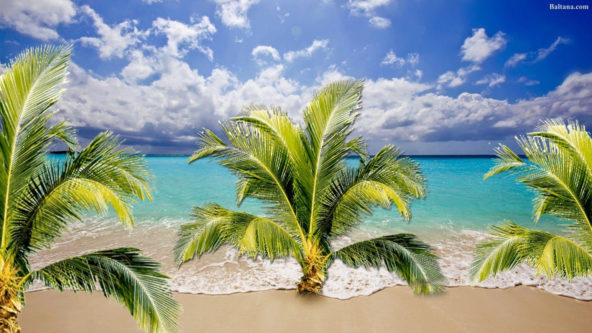 Palm Tree Computer Wallpapers - Top Free Palm Tree Computer Backgrounds ...