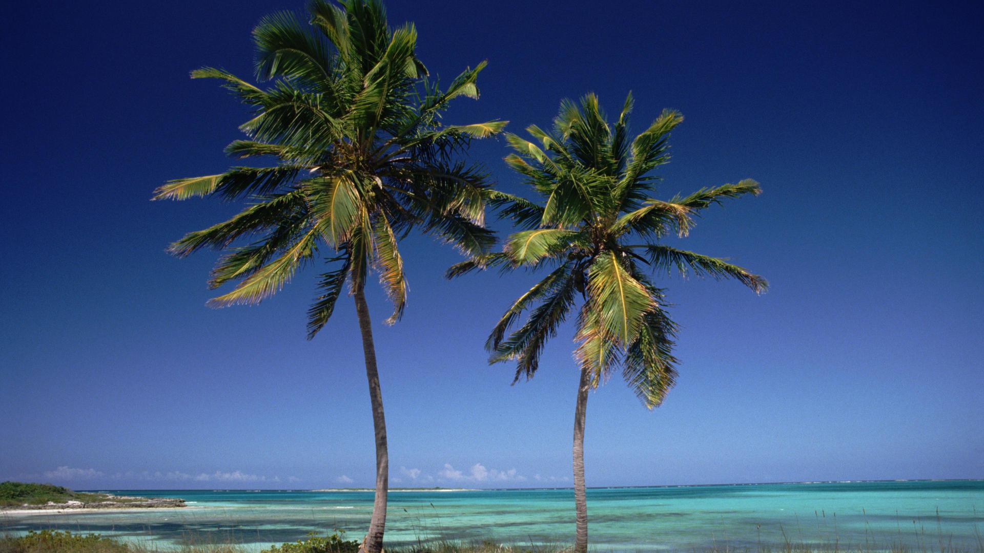 Palm Tree Computer Wallpapers - Top Free Palm Tree Computer Backgrounds ...