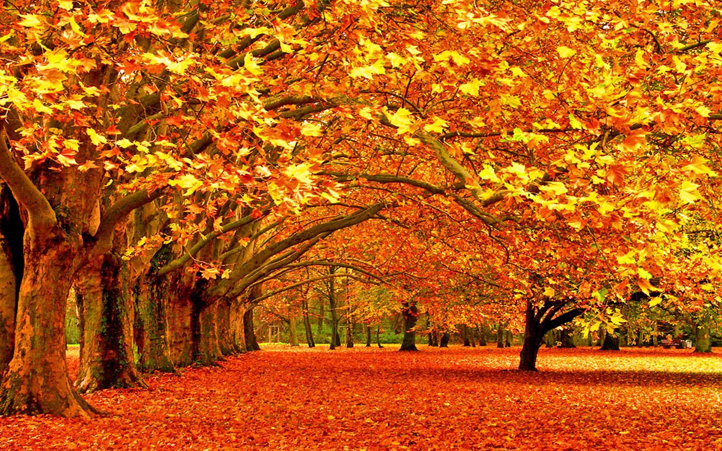 Windows XP Autumn Wallpapers - Top Free Windows XP Autumn Backgrounds ...