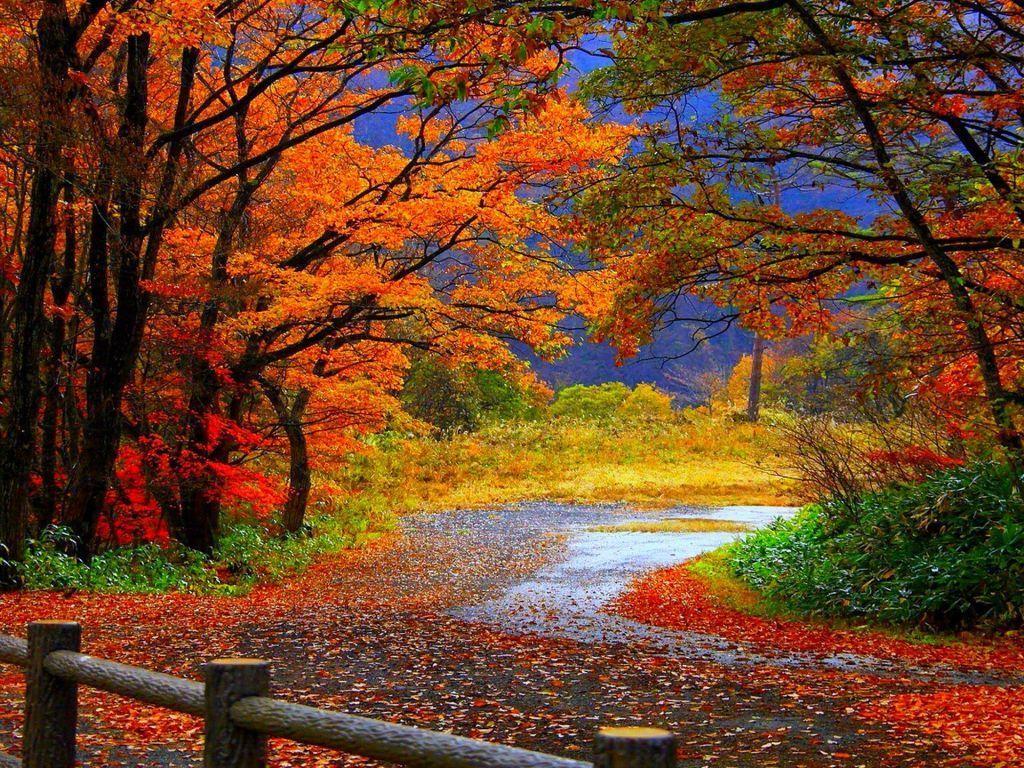 Windows XP Autumn Wallpapers - Top Free Windows XP Autumn Backgrounds ...