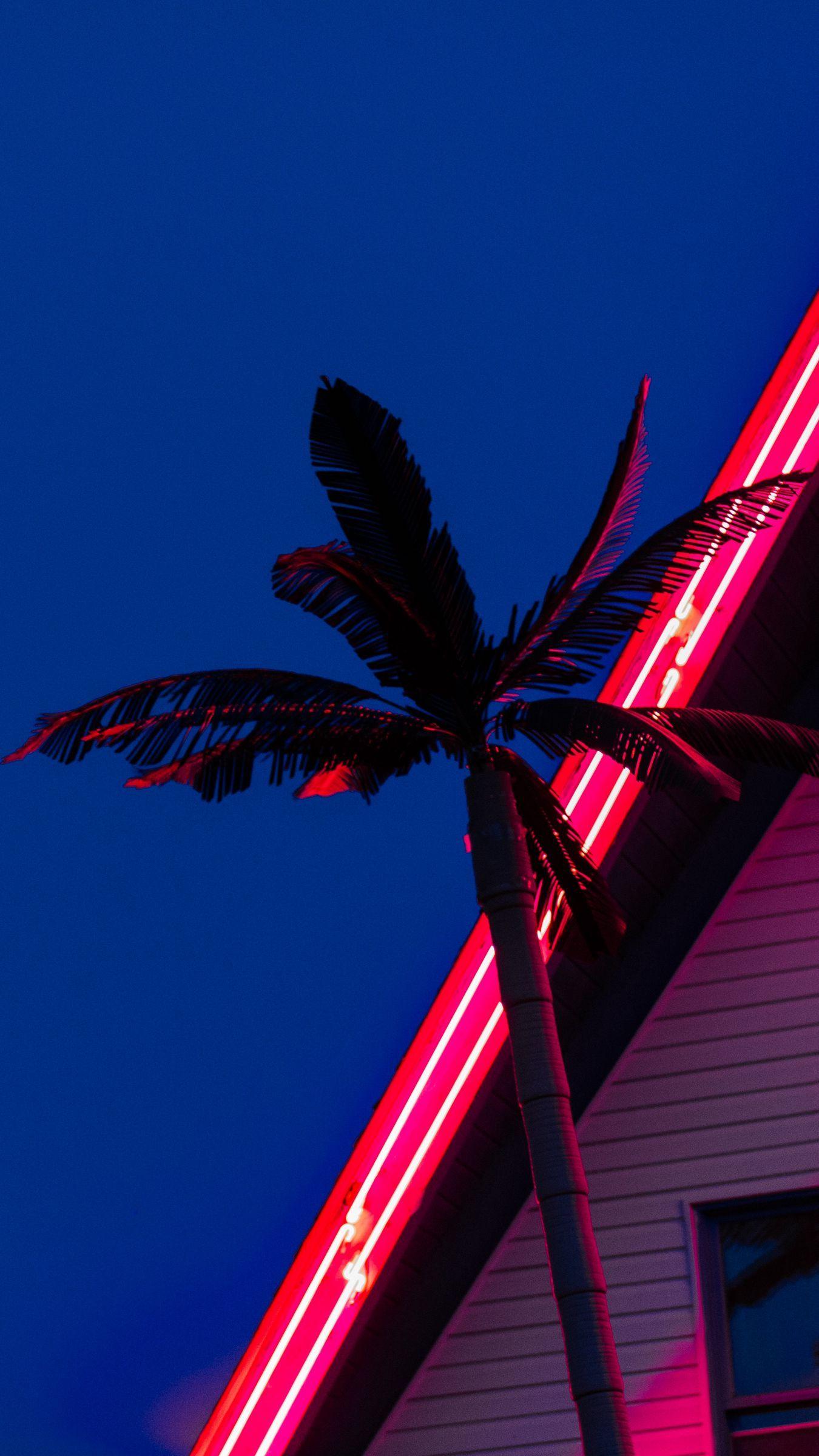 Neon Palm Tree Wallpapers - Top Free Neon Palm Tree Backgrounds ...