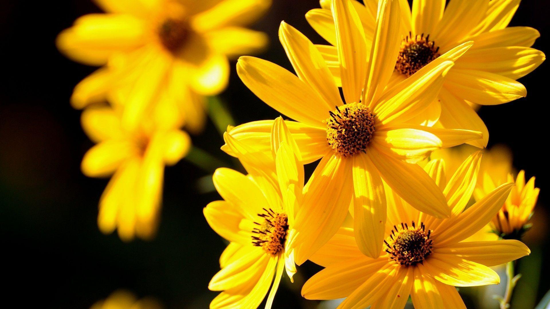 Beautiful Yellow Nature Wallpapers - Top Free Beautiful Yellow Nature ...