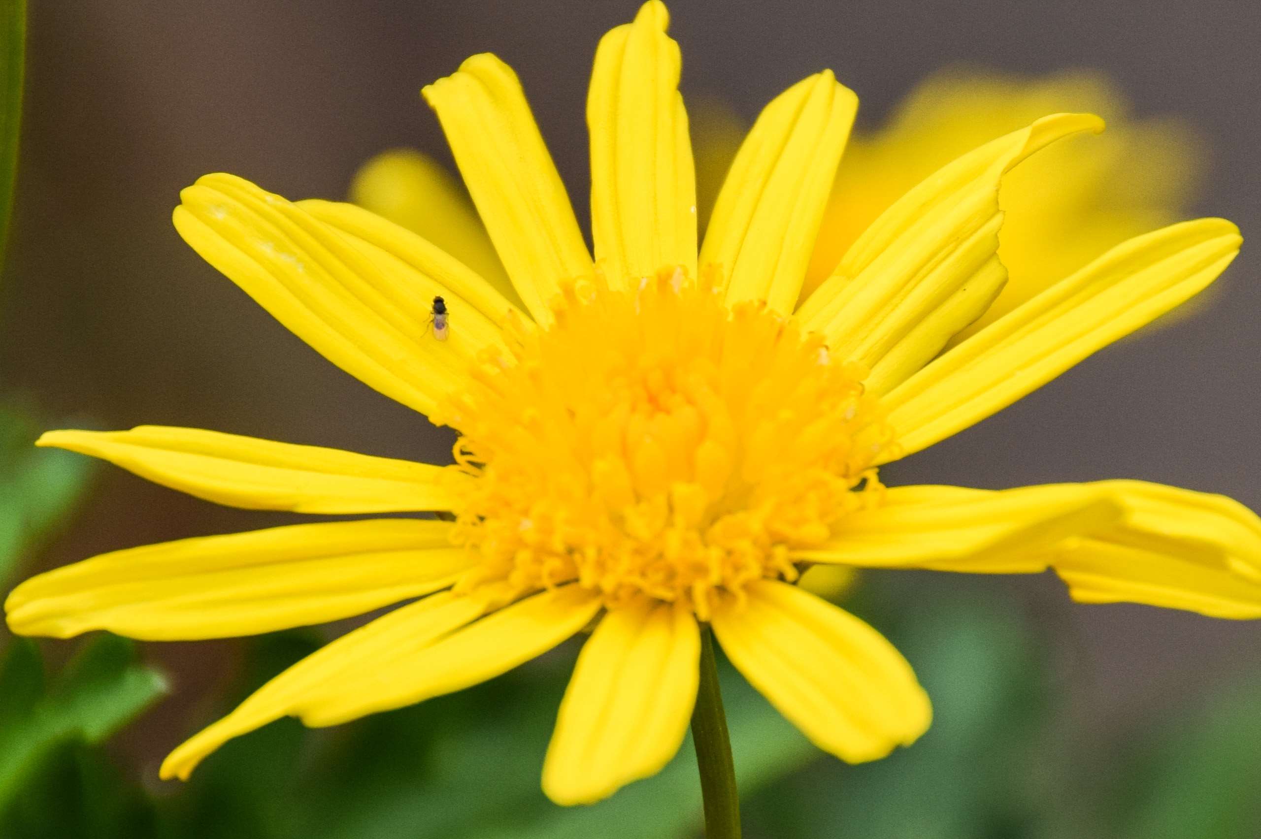 Beautiful Yellow Nature Wallpapers - Top Free Beautiful Yellow Nature ...