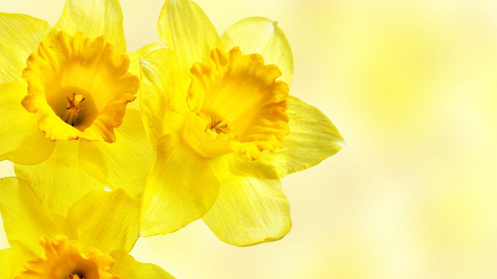 Beautiful Yellow Nature Wallpapers - Top Free Beautiful Yellow Nature ...