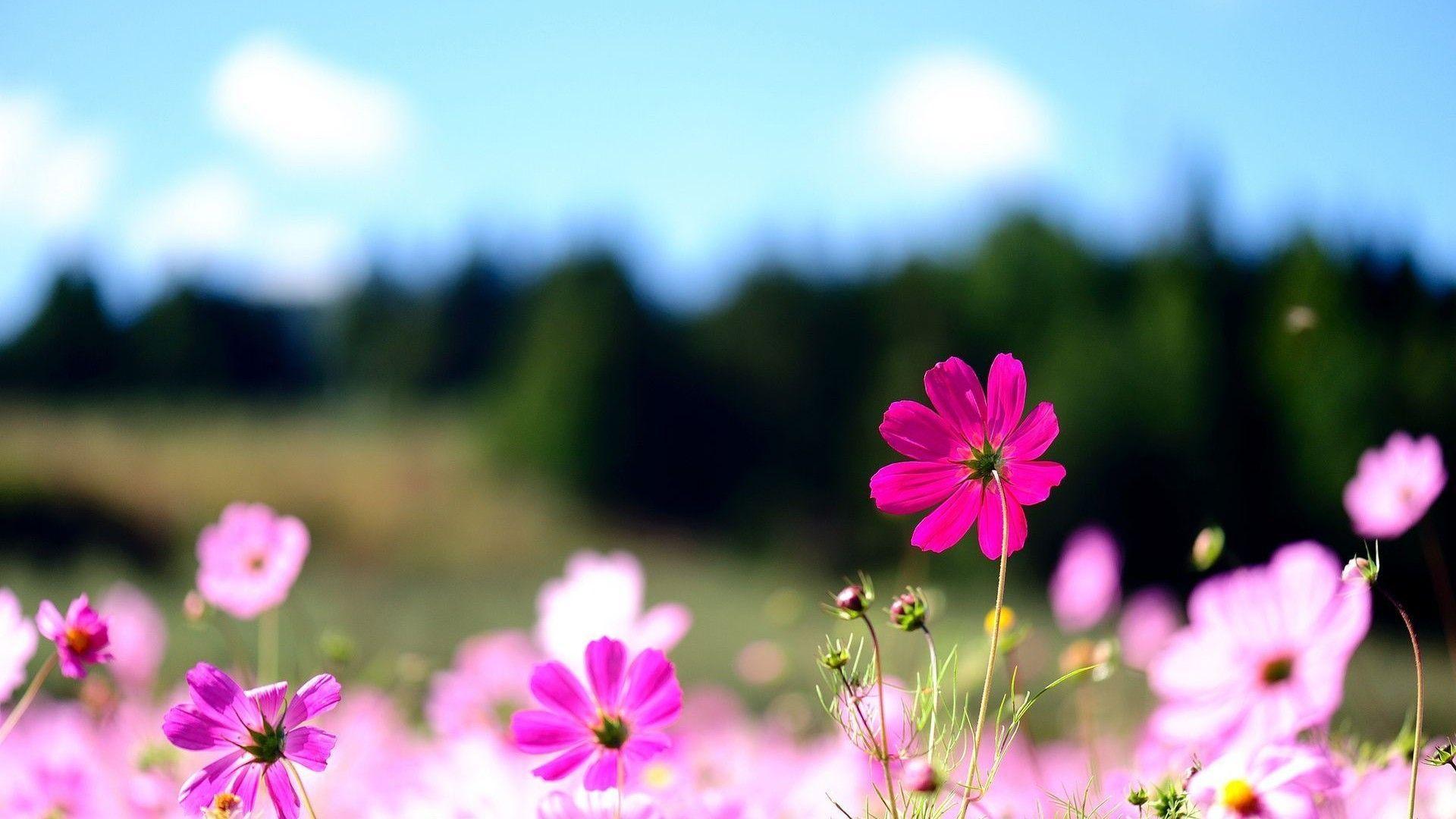 1920X1080 Beautiful Spring Flower Wallpapers - Top Free 1920X1080 ...