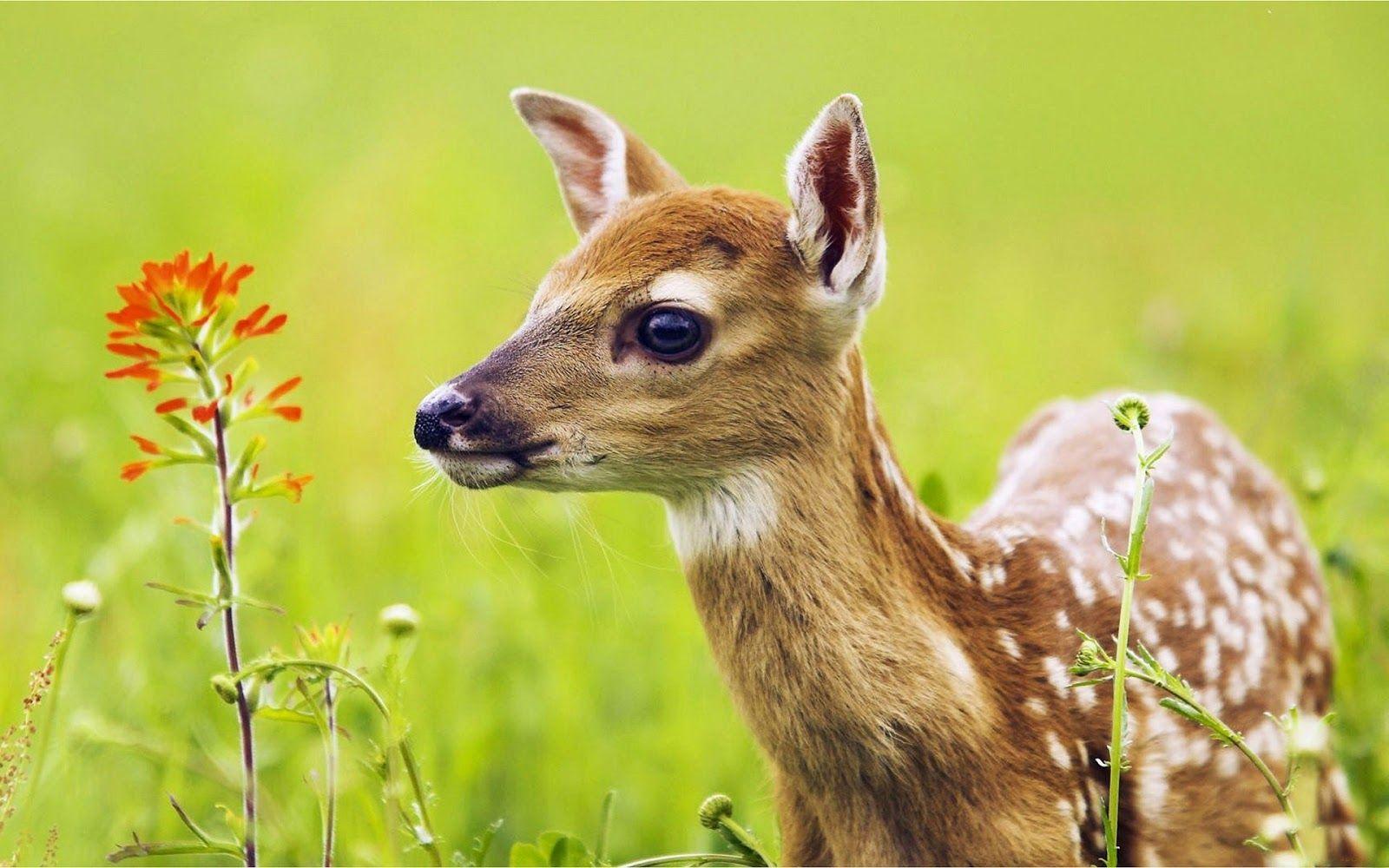 Beautiful Deer Wallpapers - Top Free Beautiful Deer Backgrounds ...