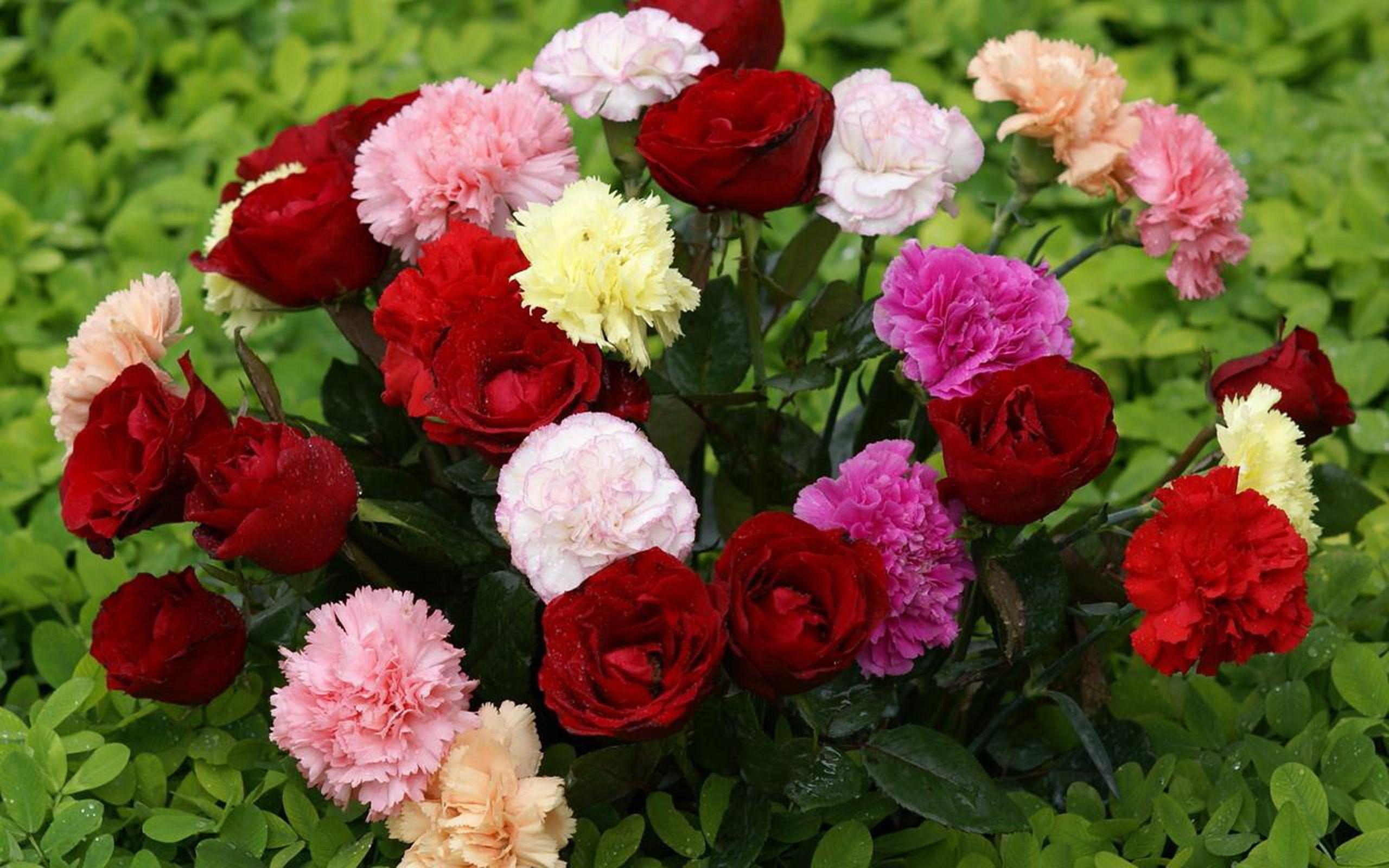 Beautiful Flowers HD Wallpapers - Top Free Beautiful Flowers HD ...