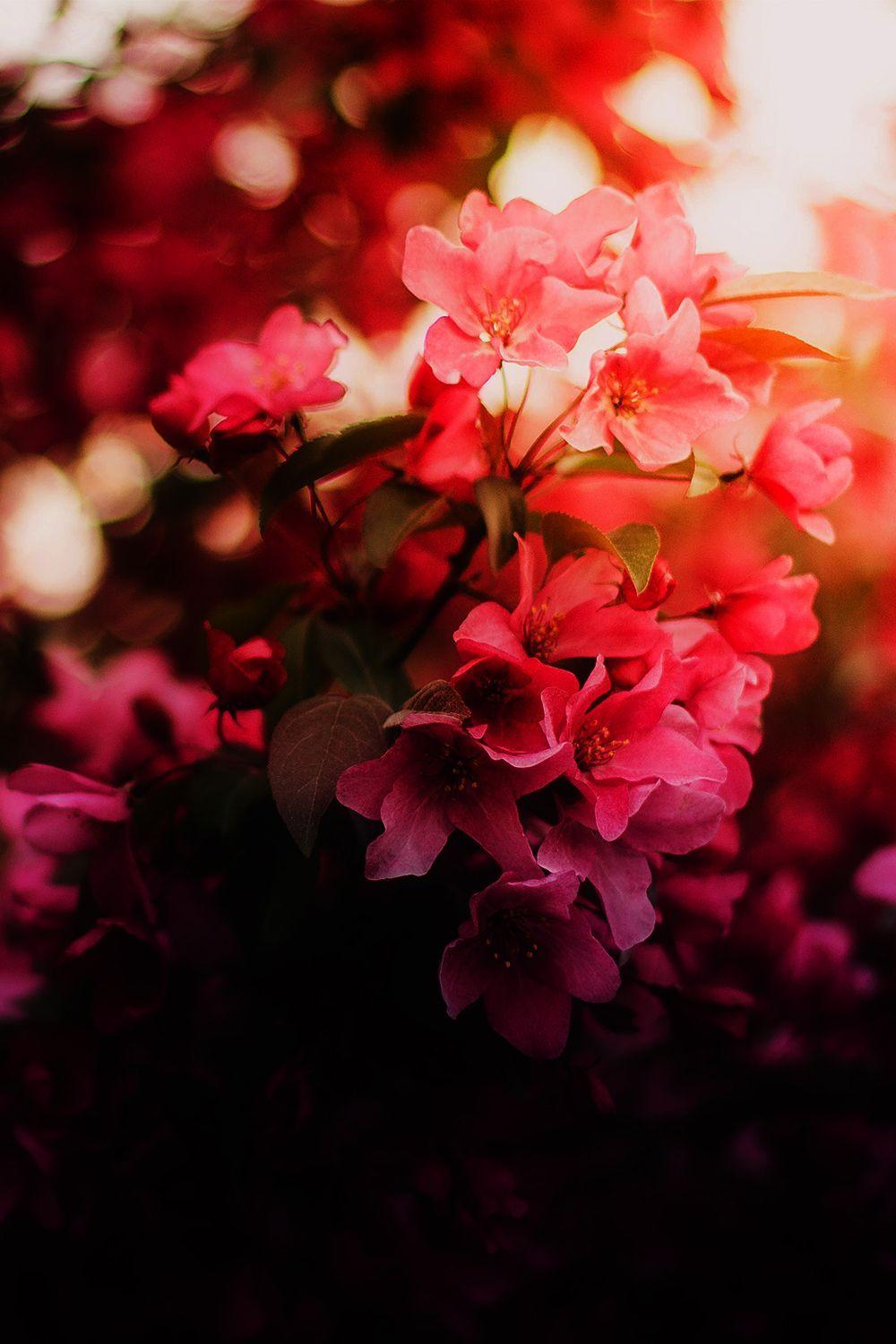 Beautiful Flowers HD Wallpapers - Top Free Beautiful Flowers HD ...