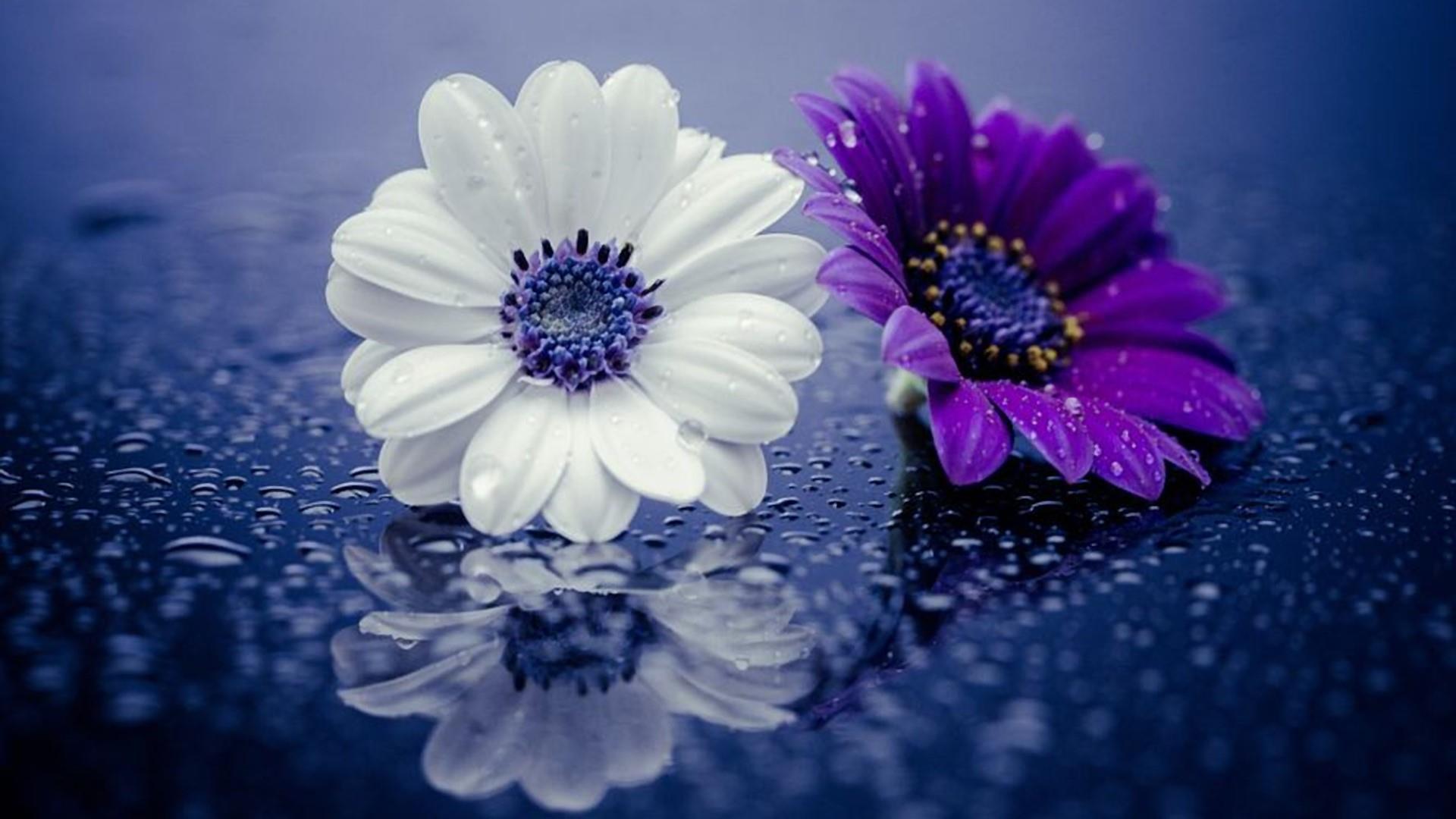 Beautiful Flowers HD Wallpapers - Top Free Beautiful Flowers HD ...