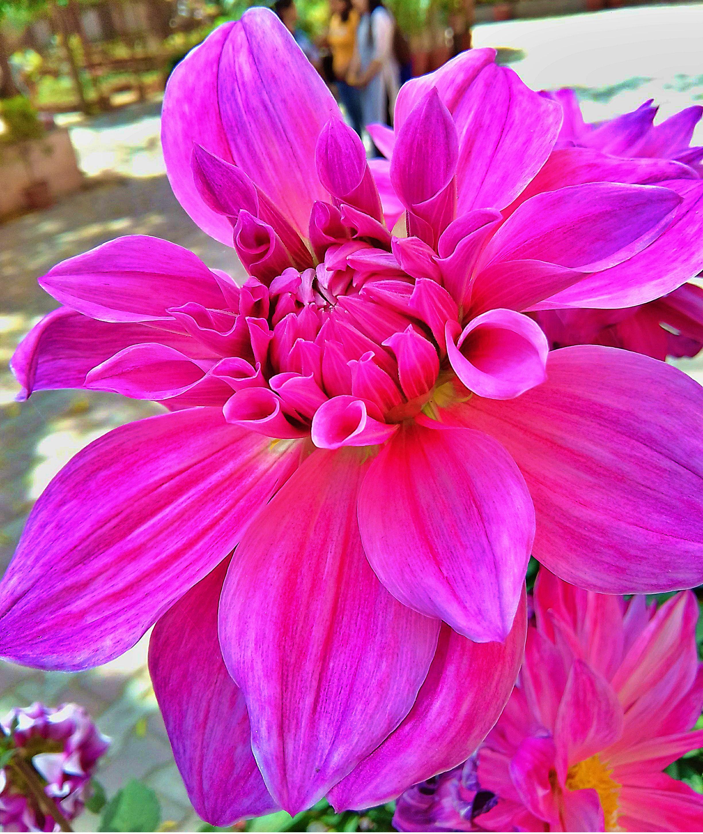Beautiful Flowers HD Wallpapers - Top Free Beautiful Flowers HD ...
