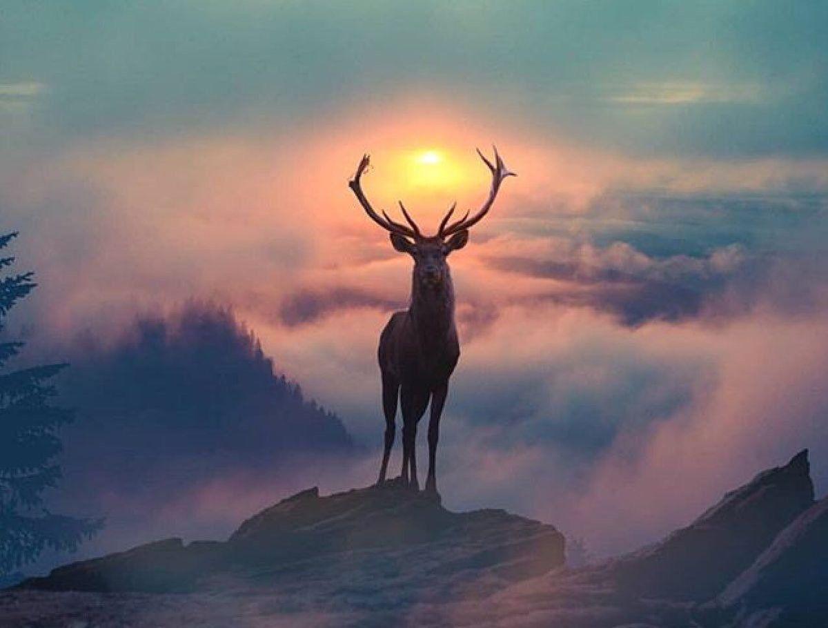 Deer Landscape Wallpapers - Top Free Deer Landscape Backgrounds ...