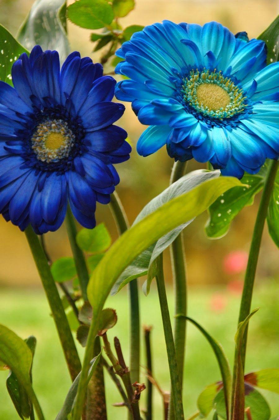 Beautiful Flowers HD Wallpapers - Top Free Beautiful Flowers HD ...