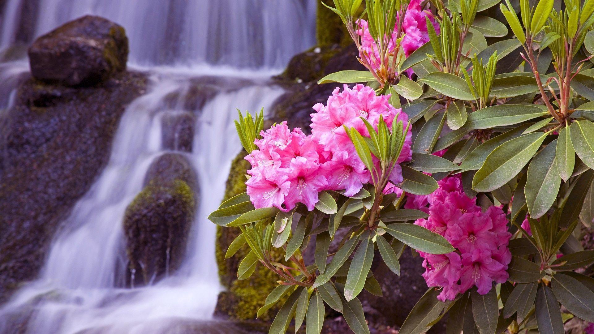 1920X1080 Beautiful Spring Flower Wallpapers - Top Free 1920X1080 ...