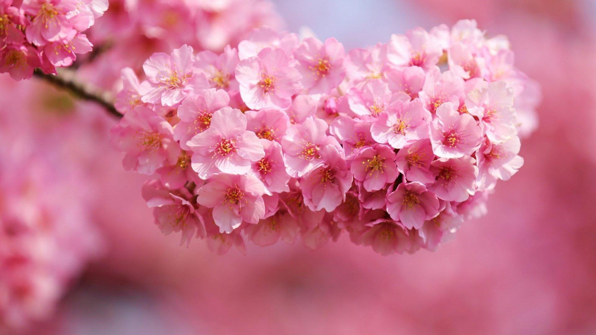 1920X1080 Beautiful Spring Flower Wallpapers - Top Free 1920X1080 ...