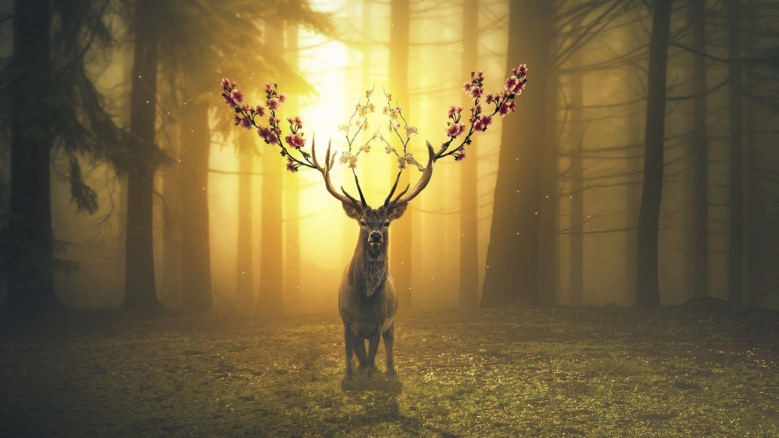 Deer Nature Wallpapers - Top Free Deer Nature Backgrounds - WallpaperAccess