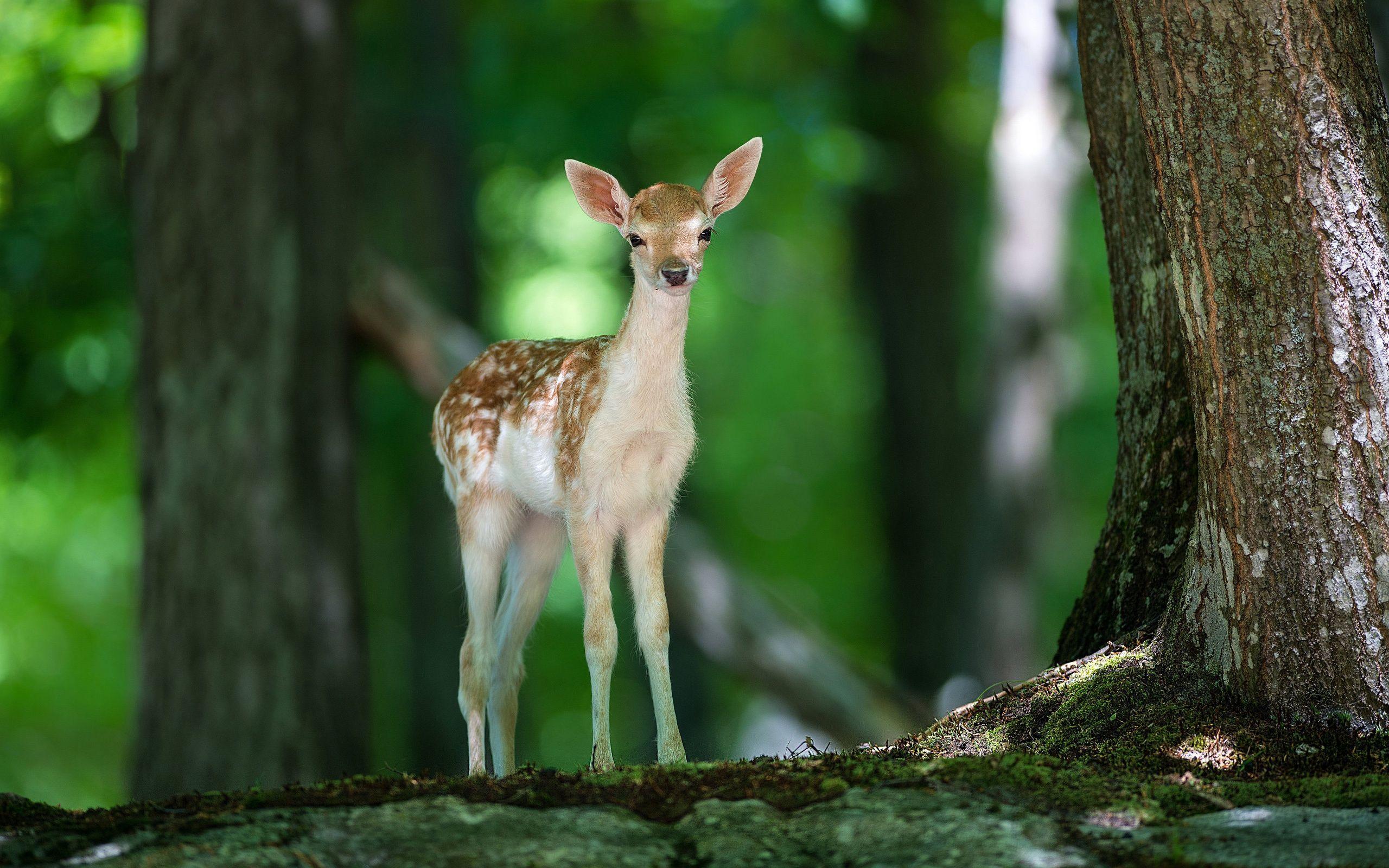 Beautiful Deer Wallpapers - Top Free Beautiful Deer Backgrounds ...