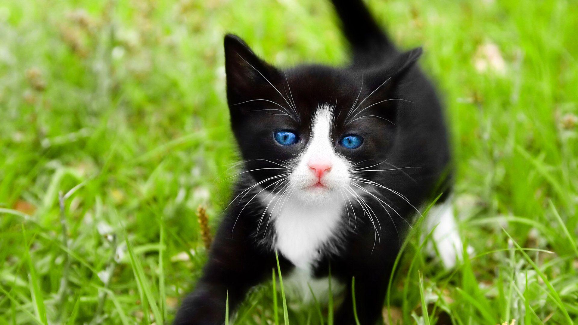 Black Cat Blue Eyes Wallpapers Top Free Black Cat Blue Eyes Backgrounds Wallpaperaccess
