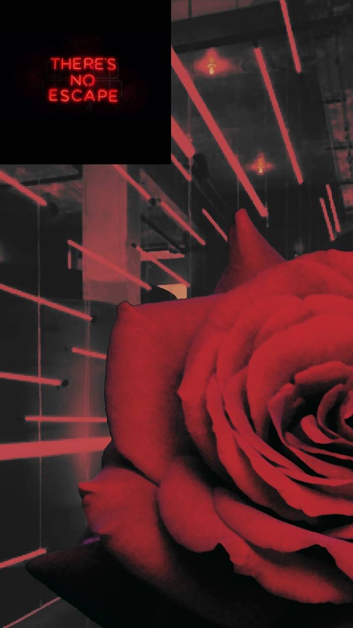 Emo Roses Wallpapers - Top Free Emo Roses Backgrounds - WallpaperAccess