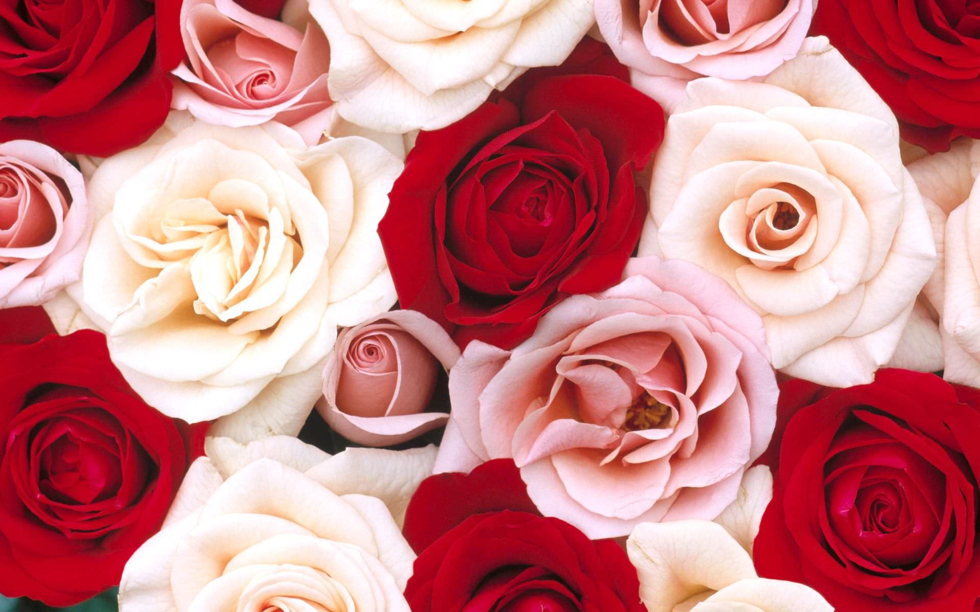 Emo Roses Wallpapers - Top Free Emo Roses Backgrounds - WallpaperAccess