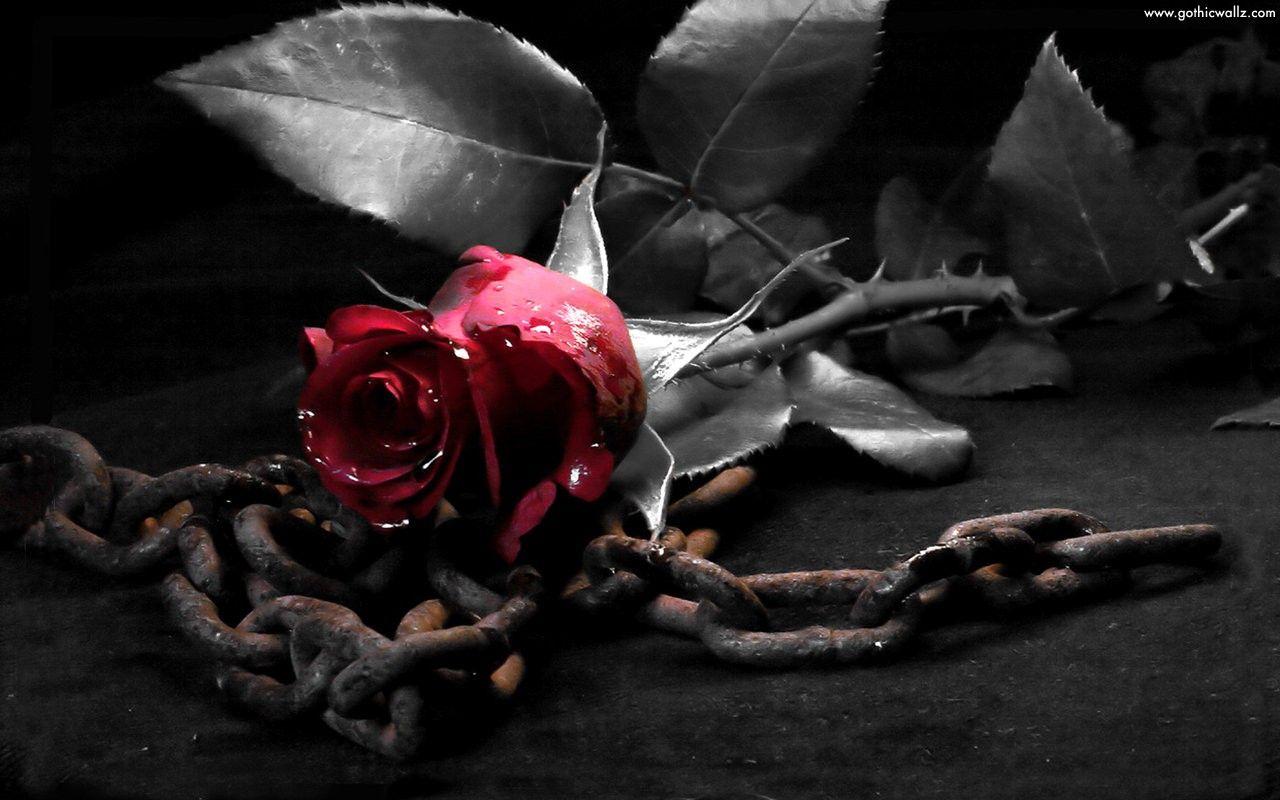 Emo Roses Wallpapers - Top Free Emo Roses Backgrounds - WallpaperAccess