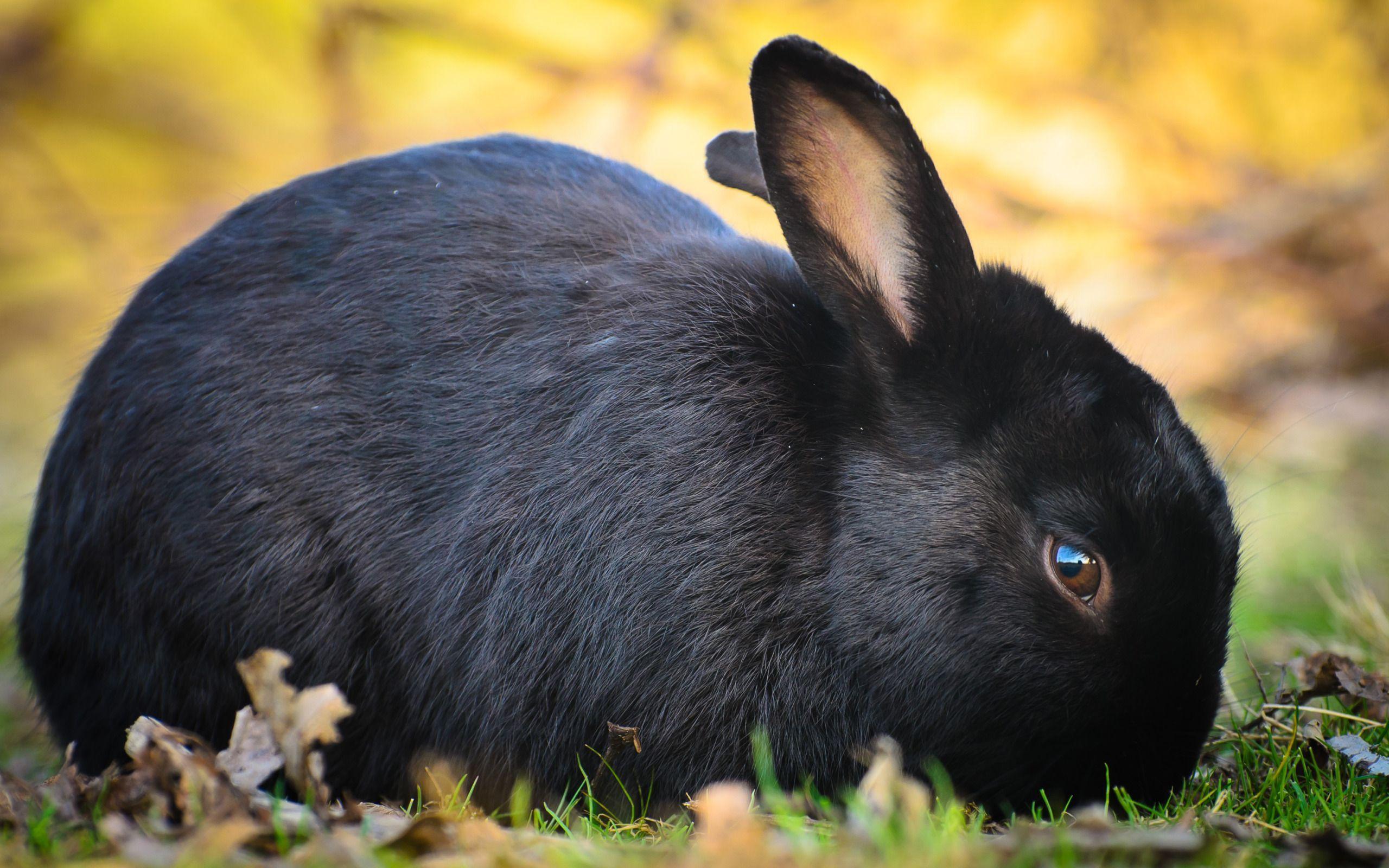 Black Bunny Wallpapers - Top Free Black Bunny Backgrounds - WallpaperAccess
