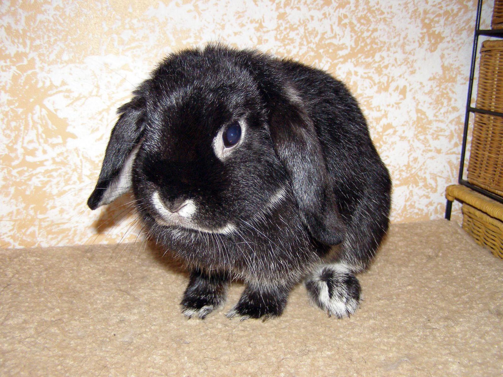 Black Rabbit Wallpapers - Top Free Black Rabbit Backgrounds ...