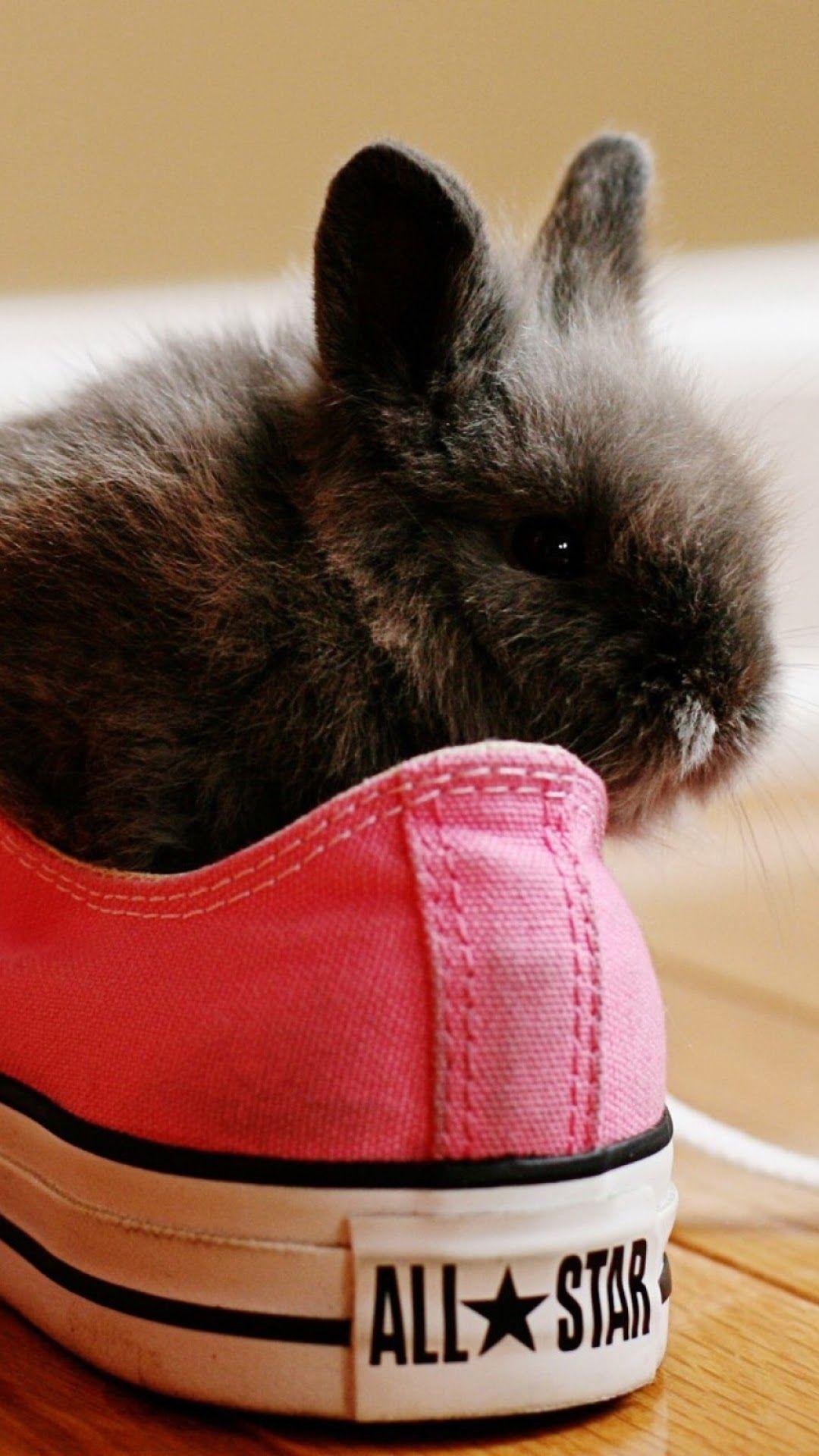 Black Bunny Wallpapers - Top Free Black Bunny Backgrounds - WallpaperAccess