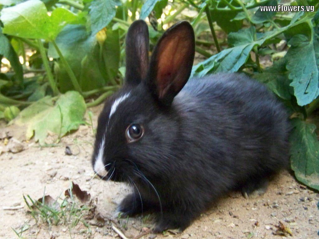 Black and White Bunny Wallpapers - Top Free Black and White Bunny ...
