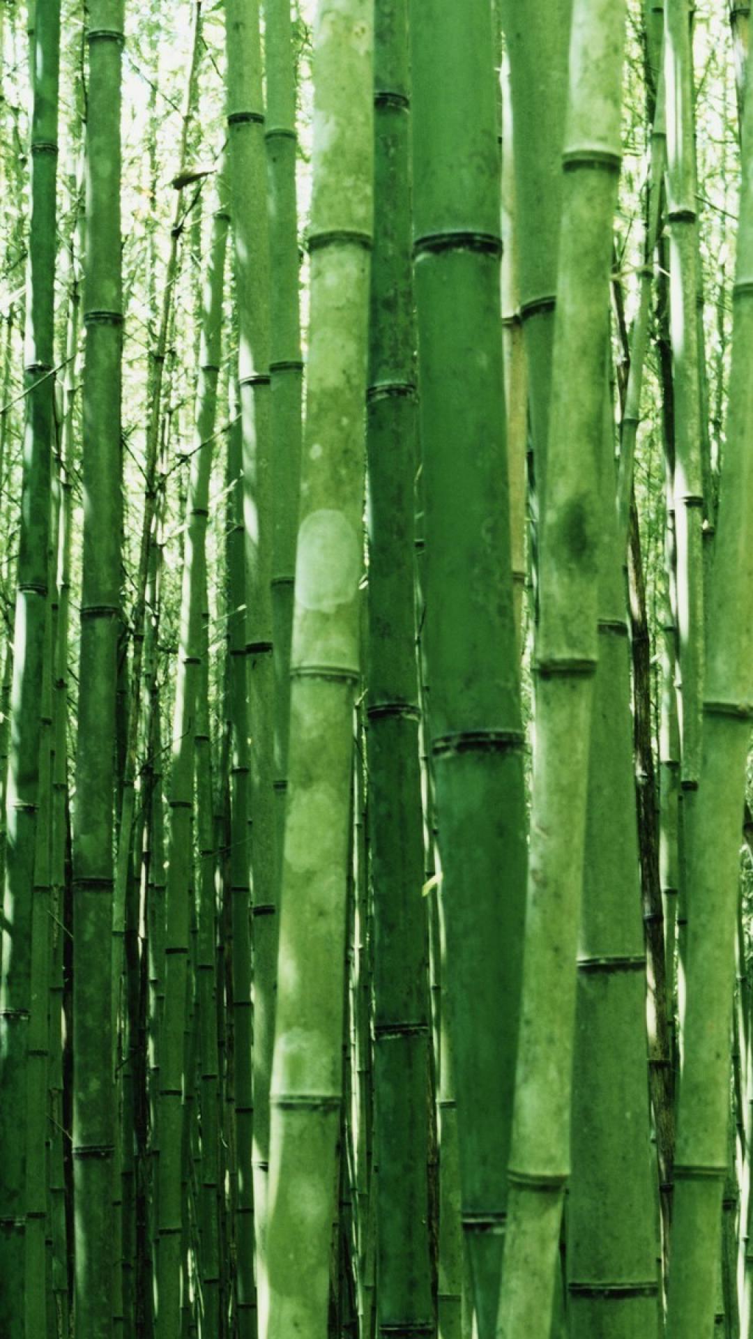 Japanese Art Green Wallpapers - Top Free Japanese Art Green Backgrounds ...