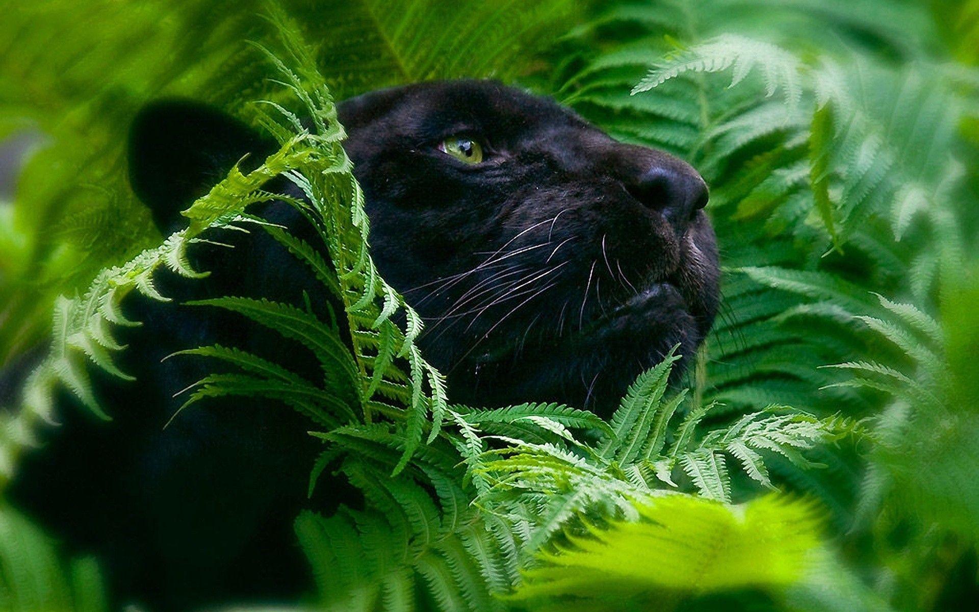 Wild Safari Wallpapers - Top Free Wild Safari Backgrounds - WallpaperAccess