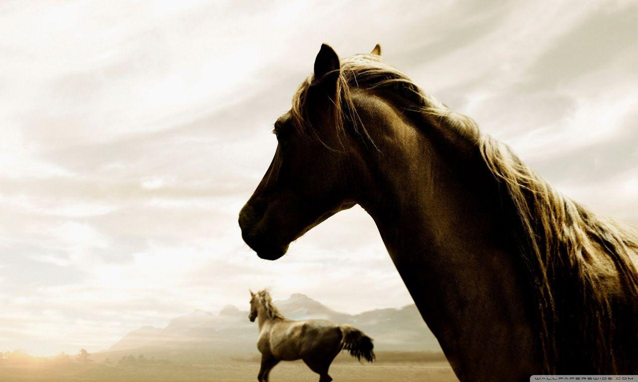 Horse Collage Wallpapers - Top Free Horse Collage Backgrounds ...
