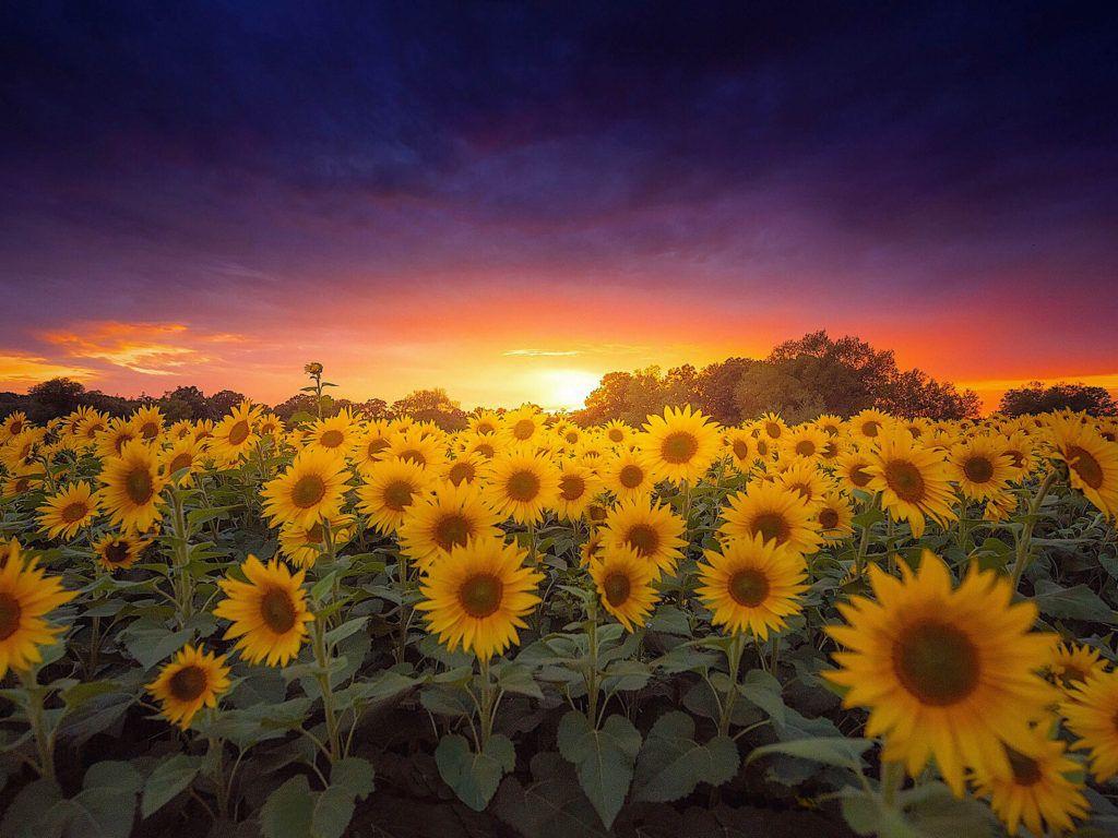 1024X768 Sunflower Sunset Wallpapers - Top Free 1024X768 Sunflower Sunset Backgrounds ...
