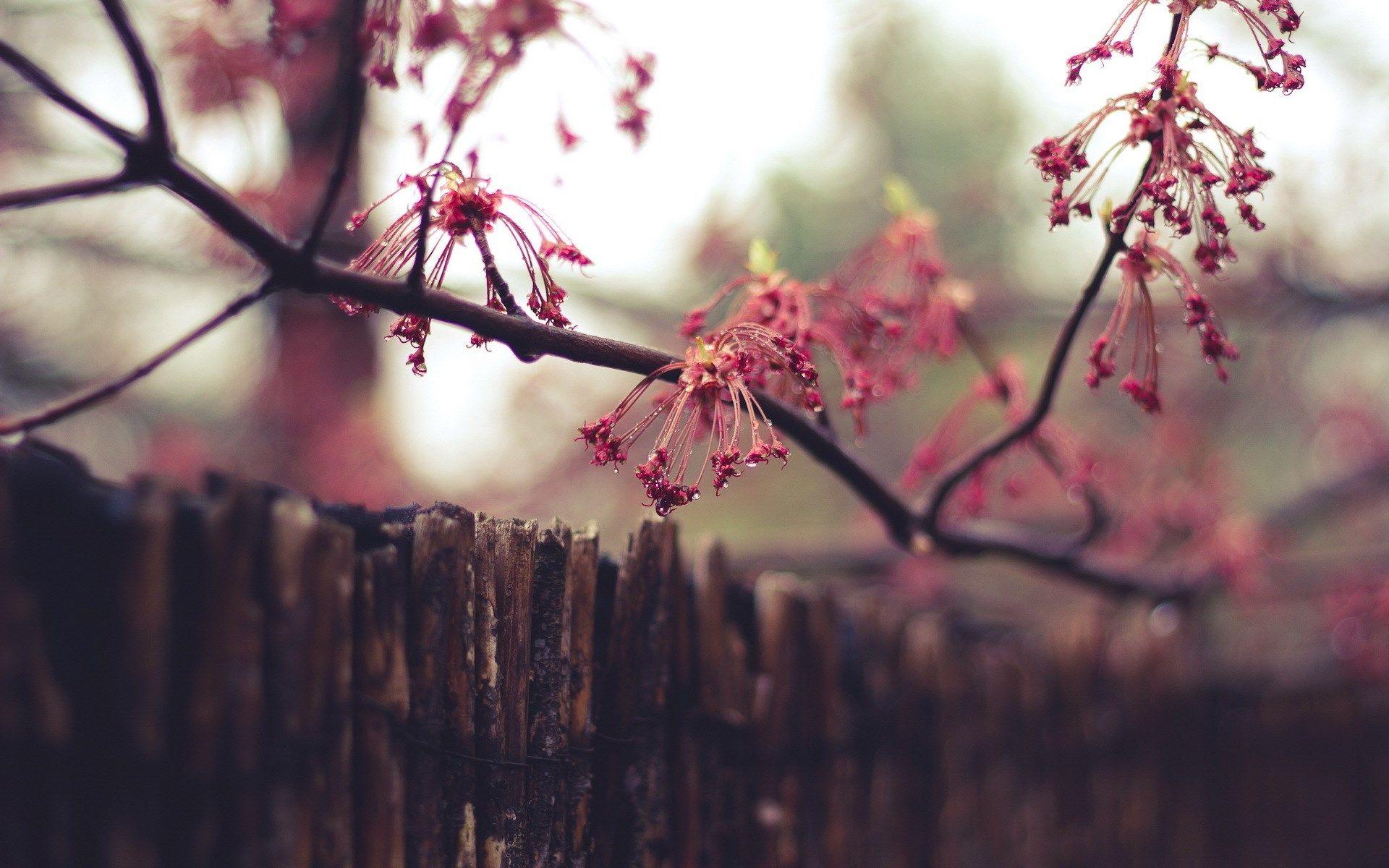 Vintage Springtime Wallpapers - Top Free Vintage Springtime Backgrounds ...