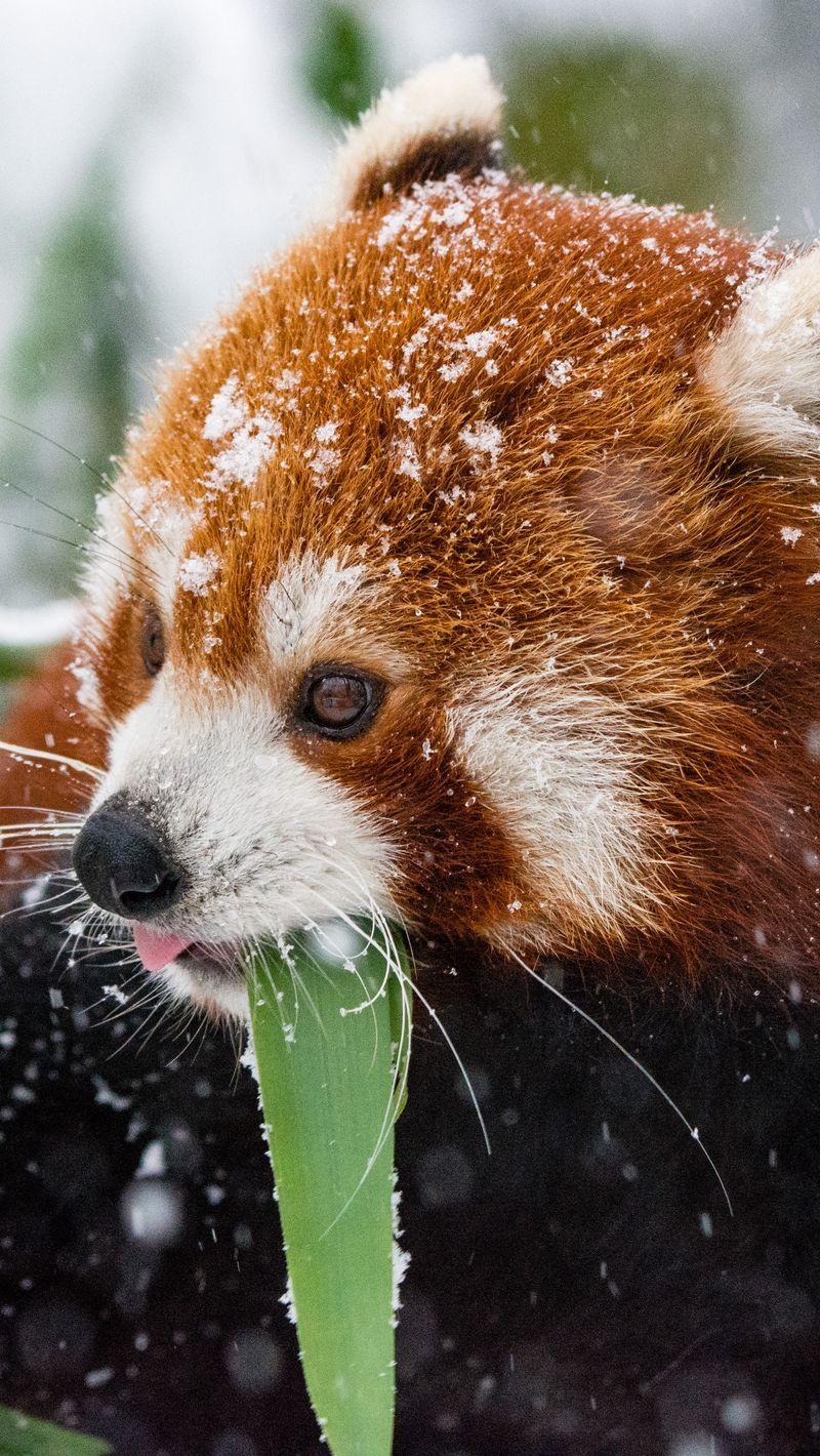 Red Panda Cute iPhone Wallpapers - Top Free Red Panda Cute iPhone ...