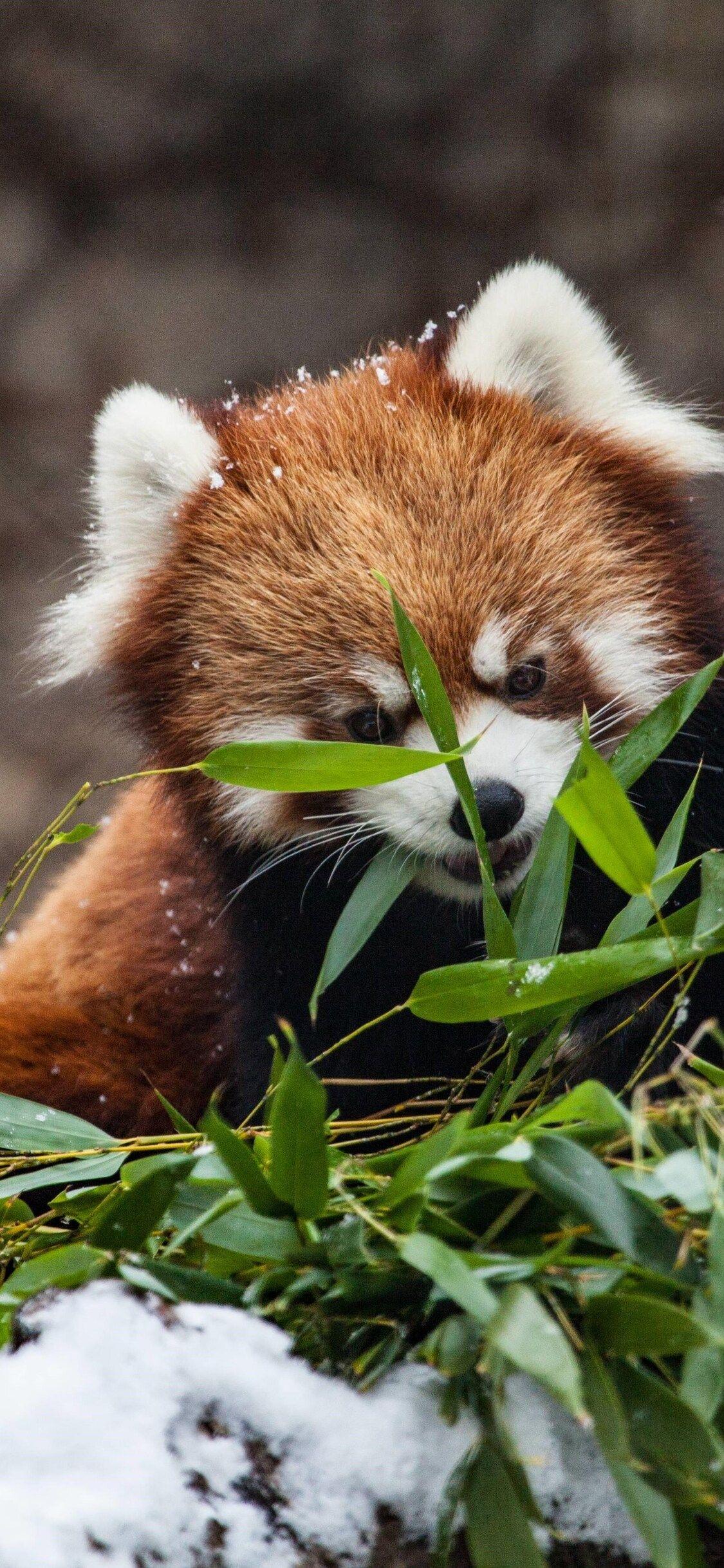 Cute Red Panda Wallpapers - Top Free Cute Red Panda Backgrounds ...