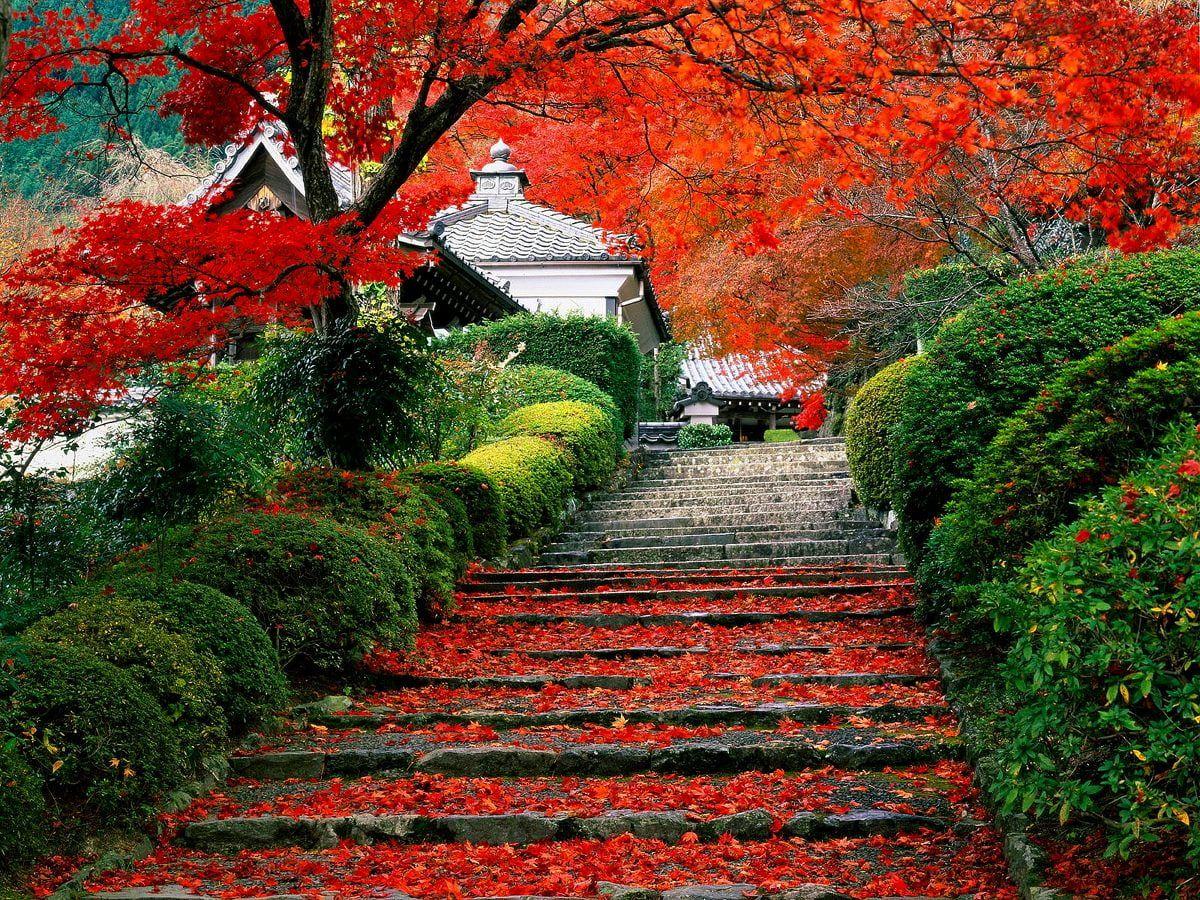 Autumn Japan Wallpapers - Top Free Autumn Japan Backgrounds ...