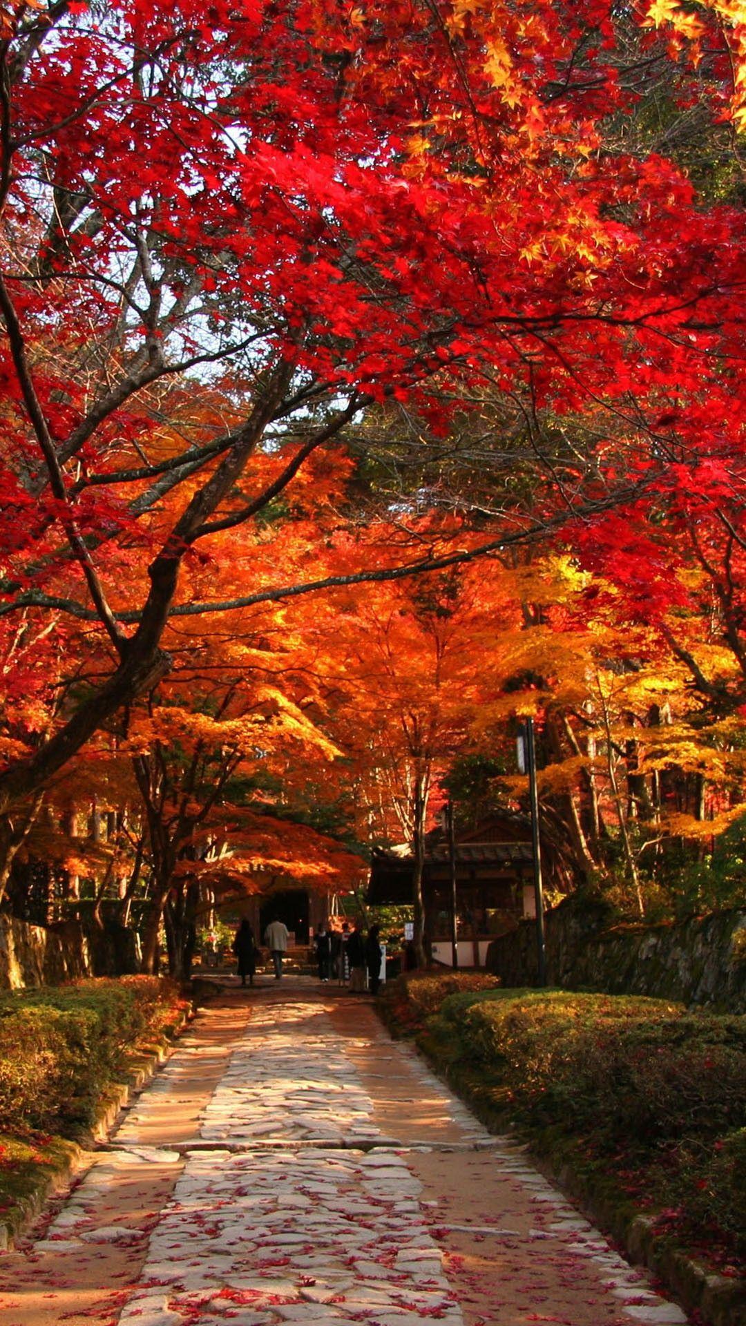 Autumn Japan Wallpapers - Top Free Autumn Japan Backgrounds ...