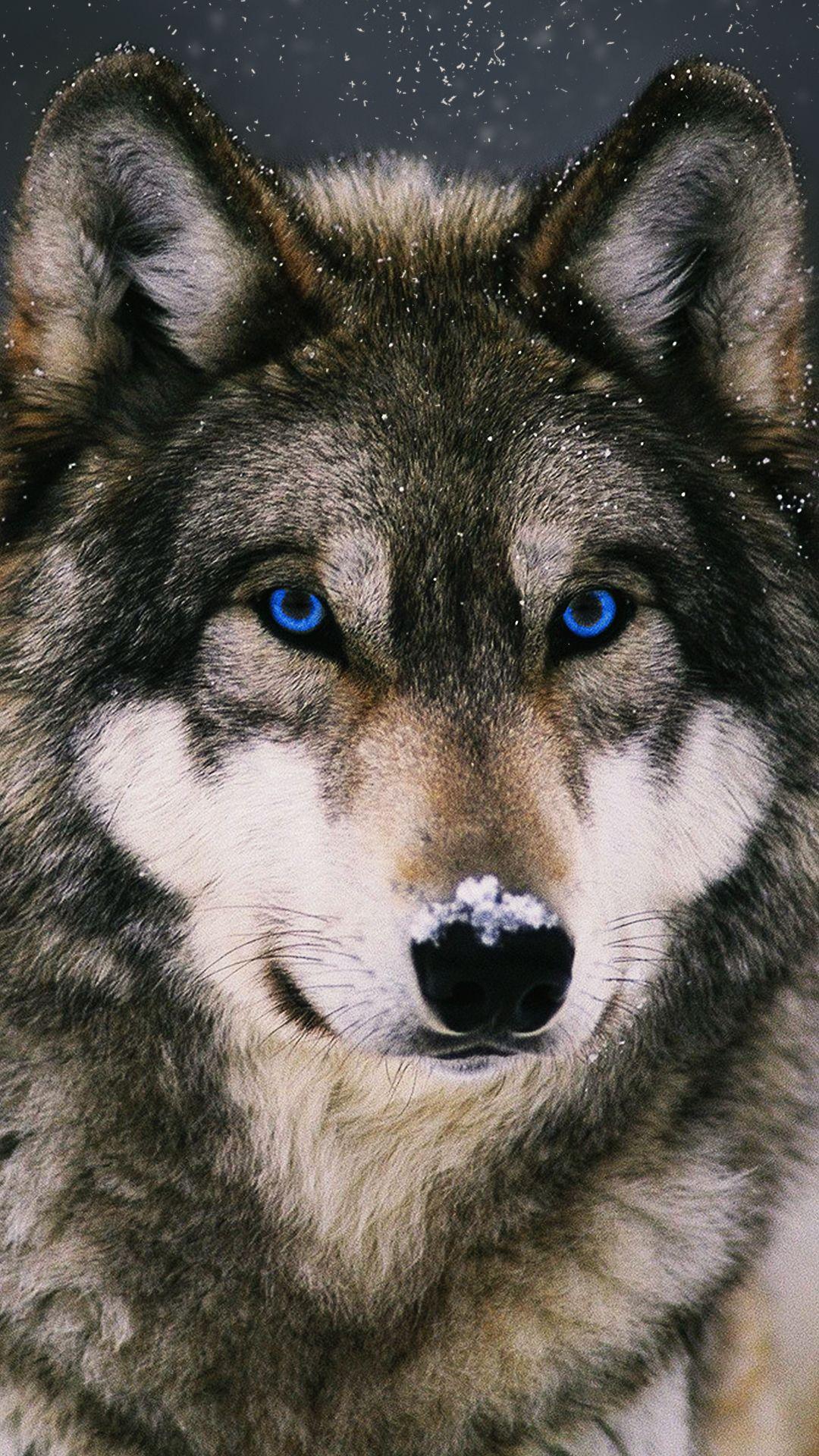 Wolf Mobile Wallpapers - Top Free Wolf Mobile Backgrounds - WallpaperAccess