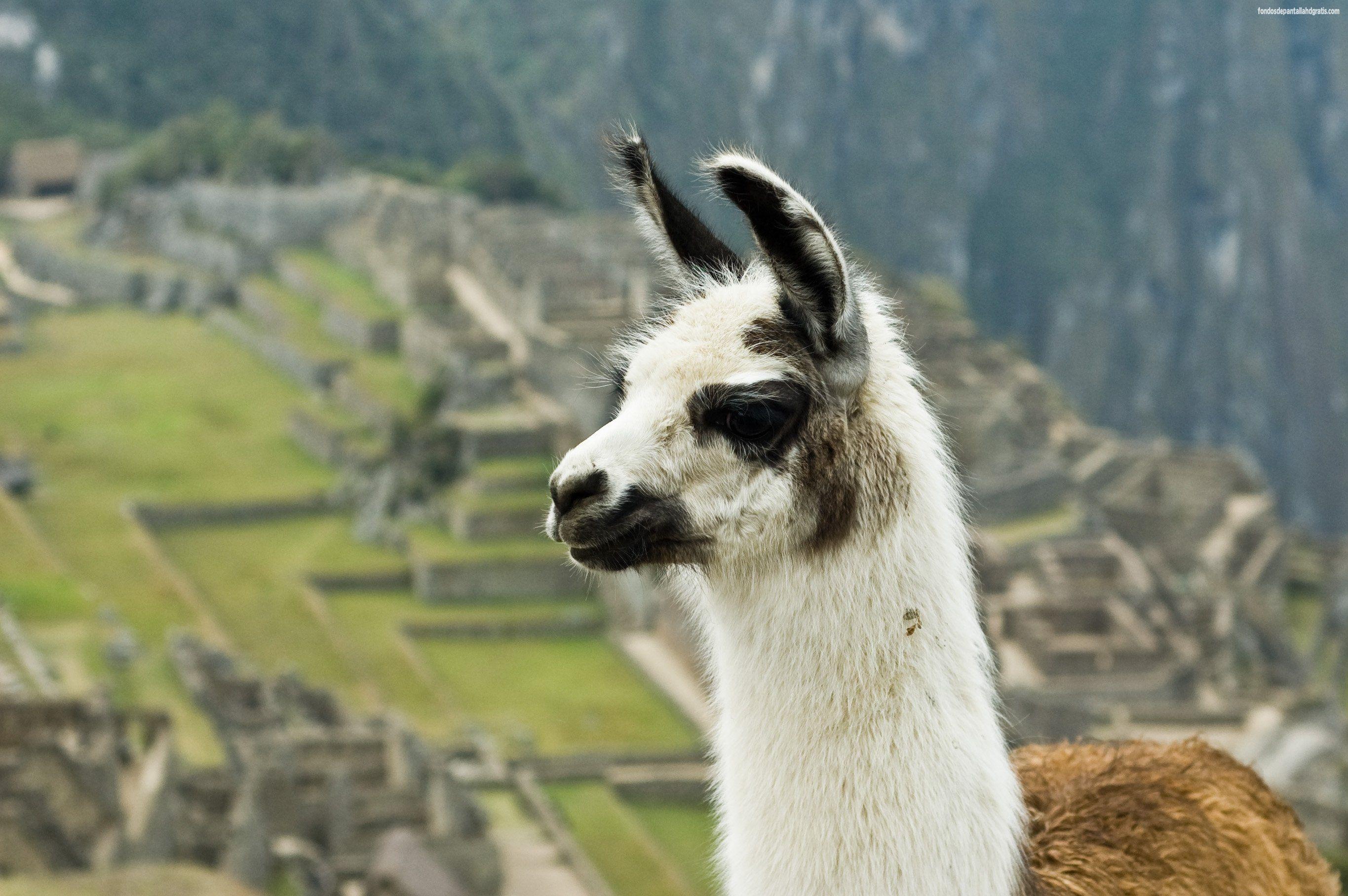 Llama HD Wallpapers - Top Free Llama HD Backgrounds - WallpaperAccess